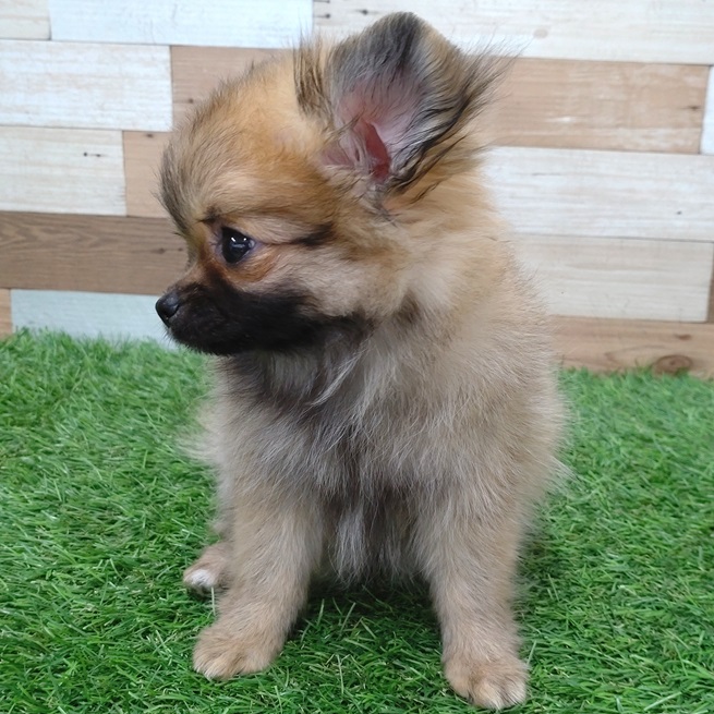 ワンニャンハウス