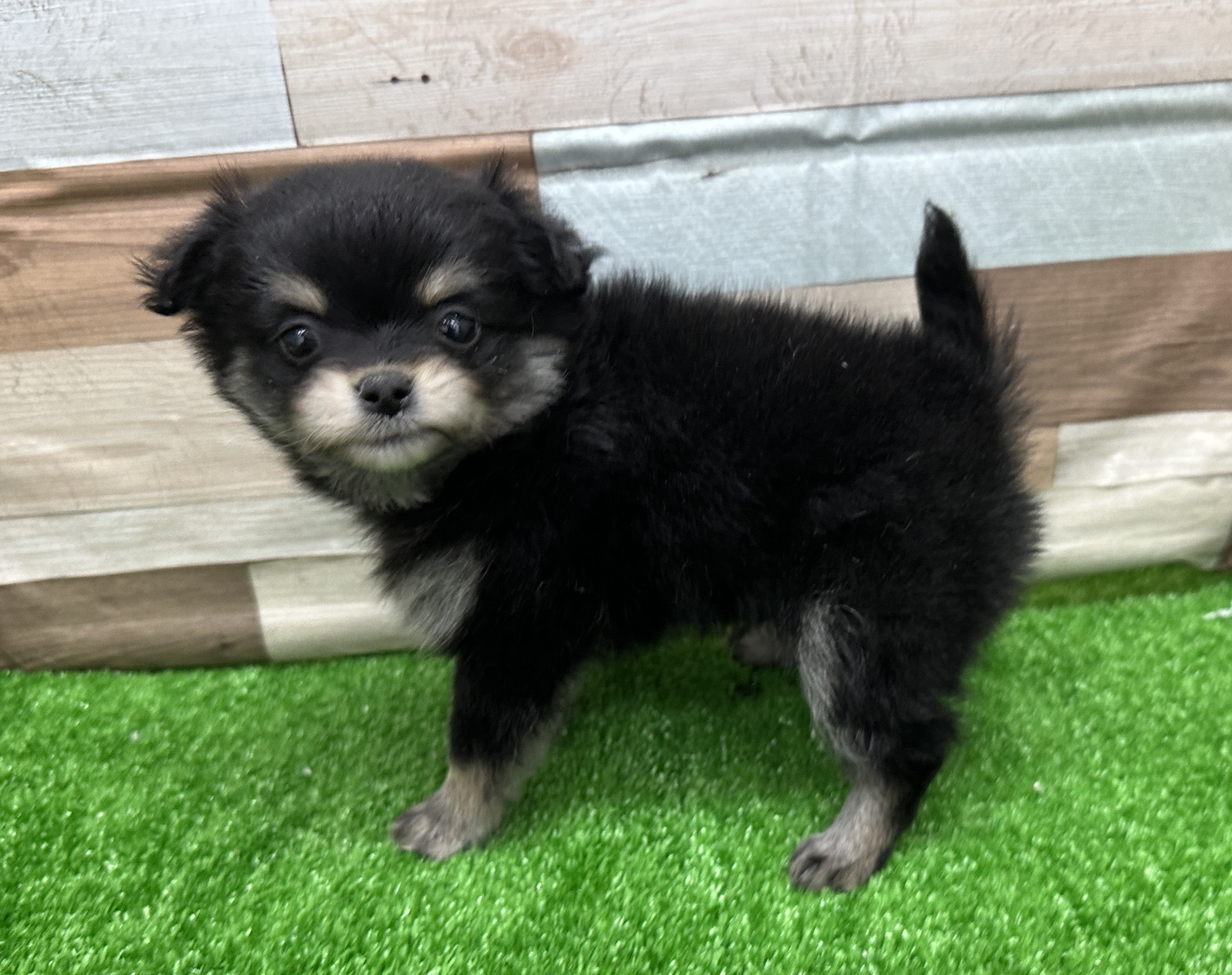 ワンニャンハウス