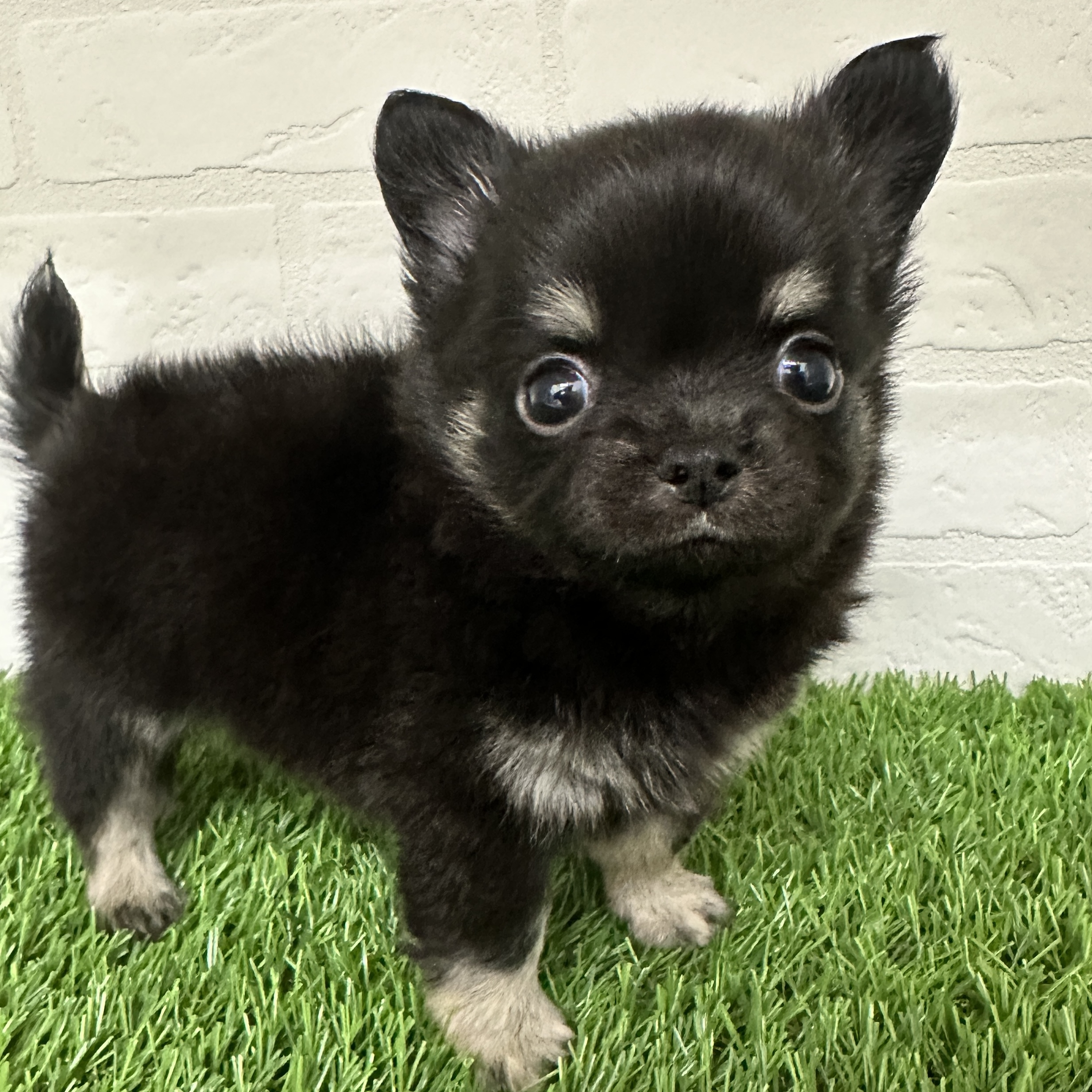 ワンニャンハウス