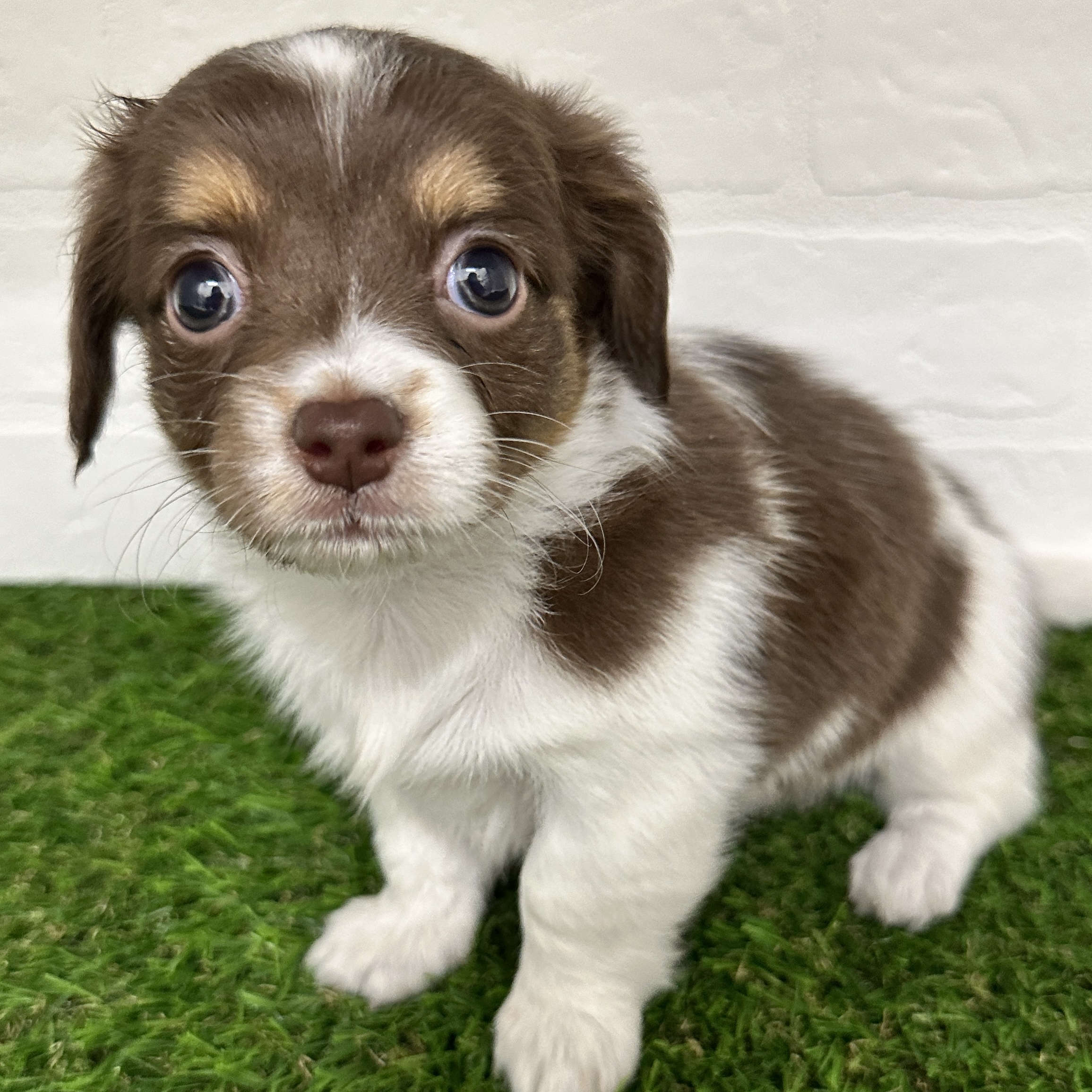 ワンニャンハウス