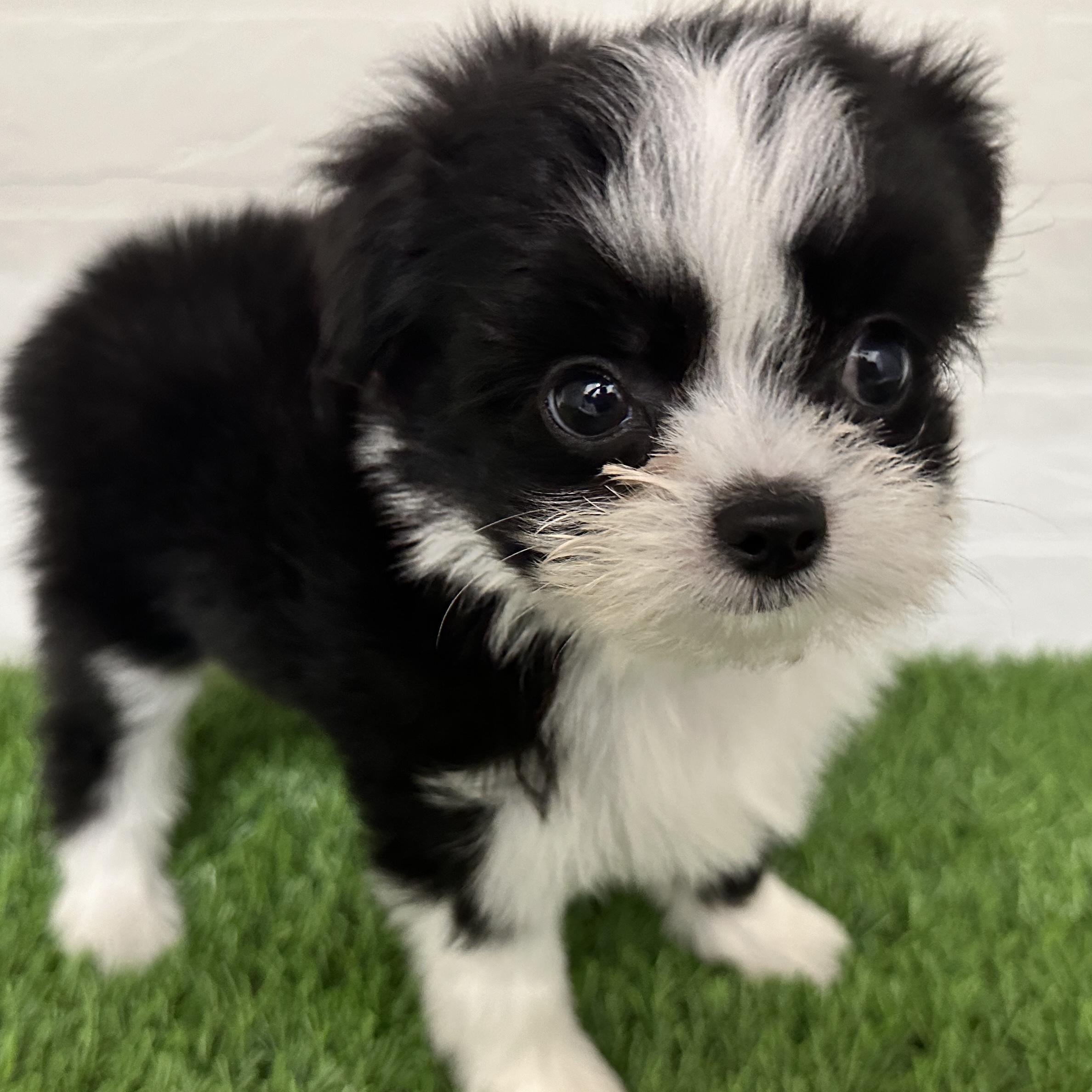 ワンニャンハウス