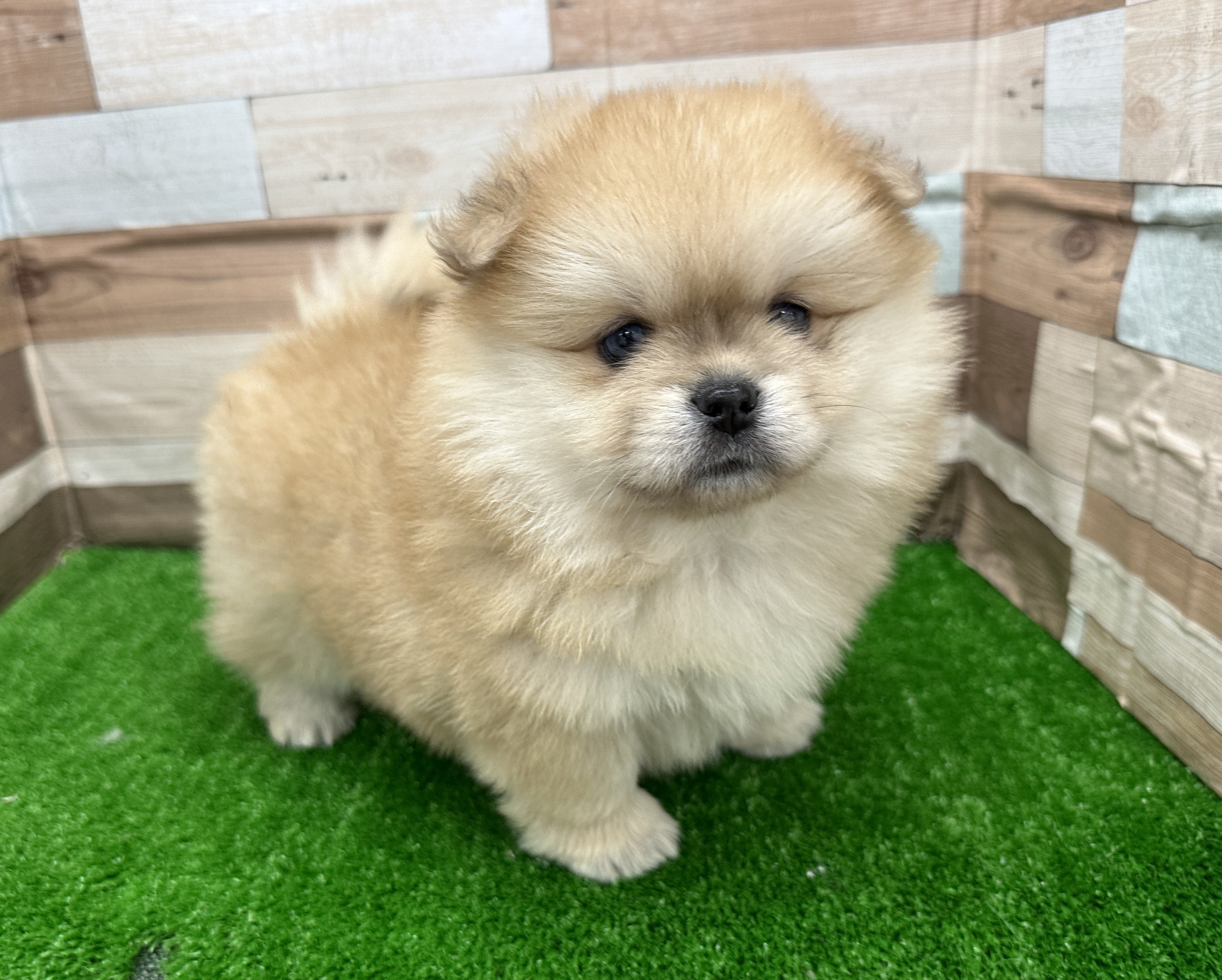 ワンニャンハウス