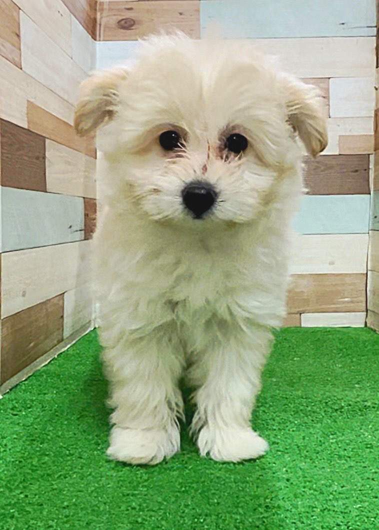 ワンニャンハウス