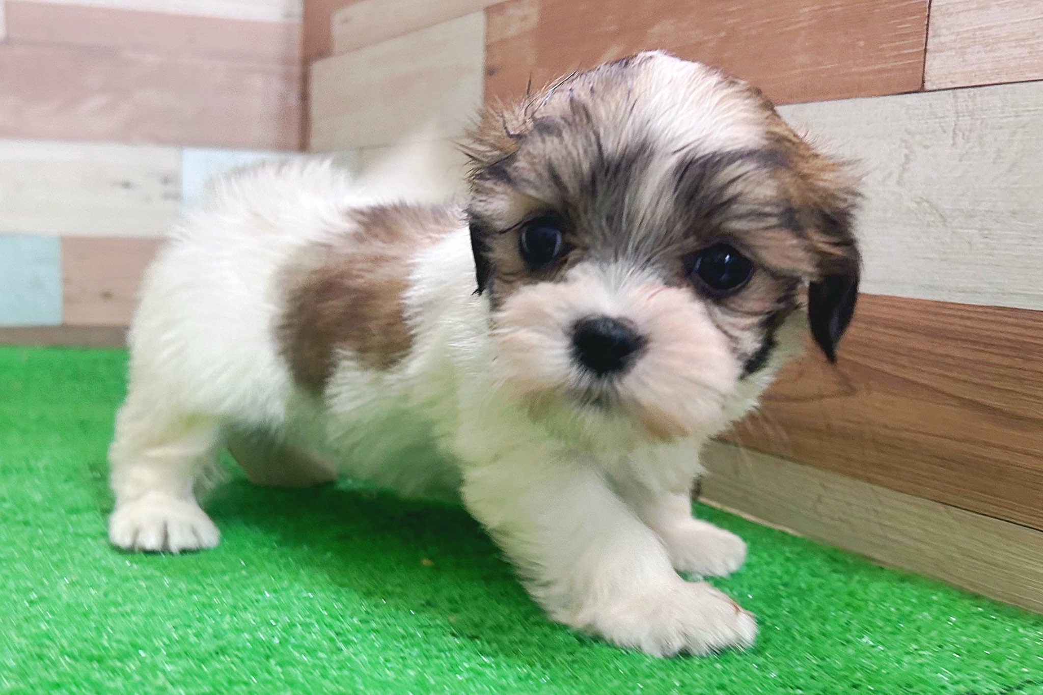 ワンニャンハウス