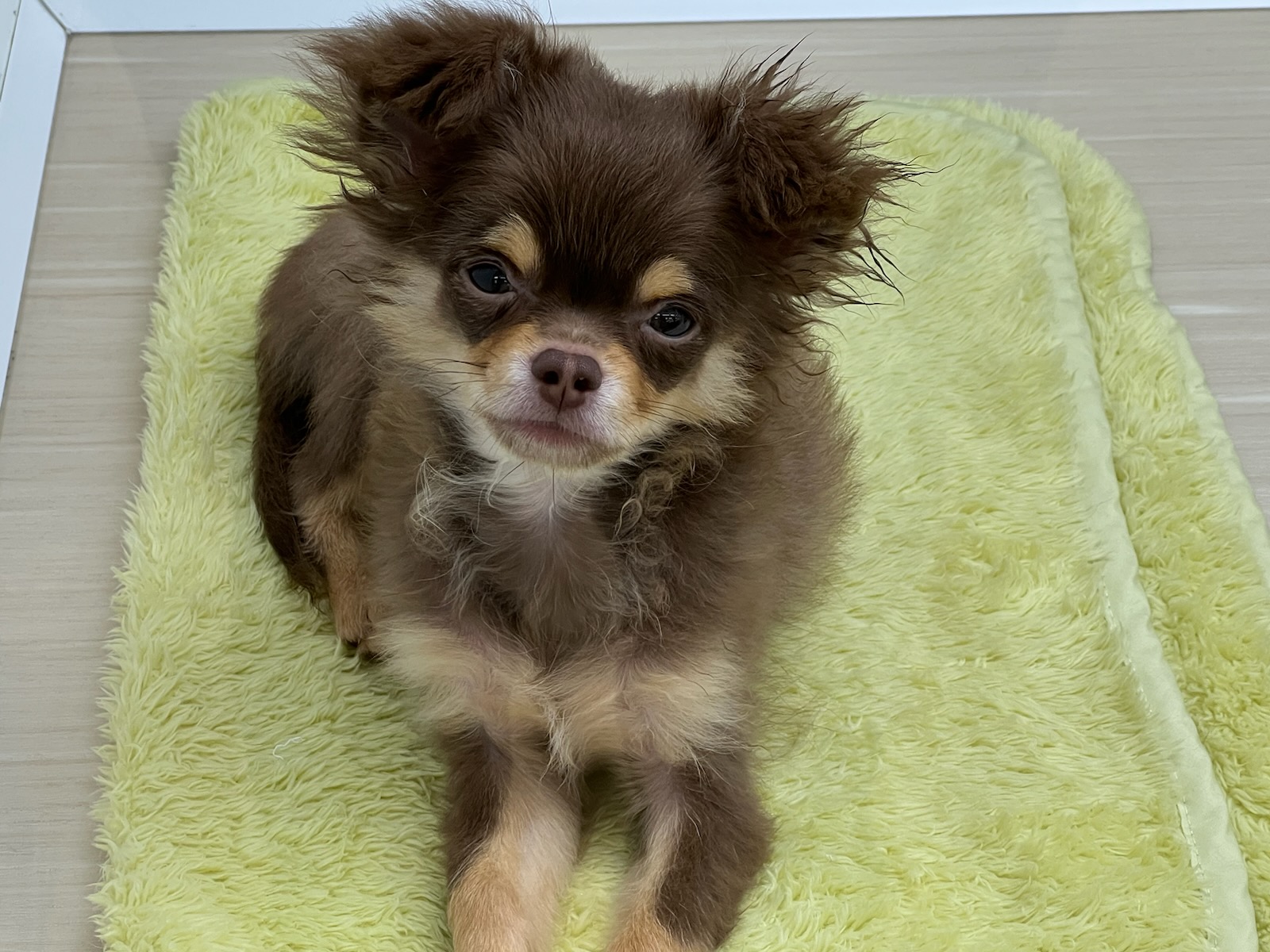 ワンニャンハウス