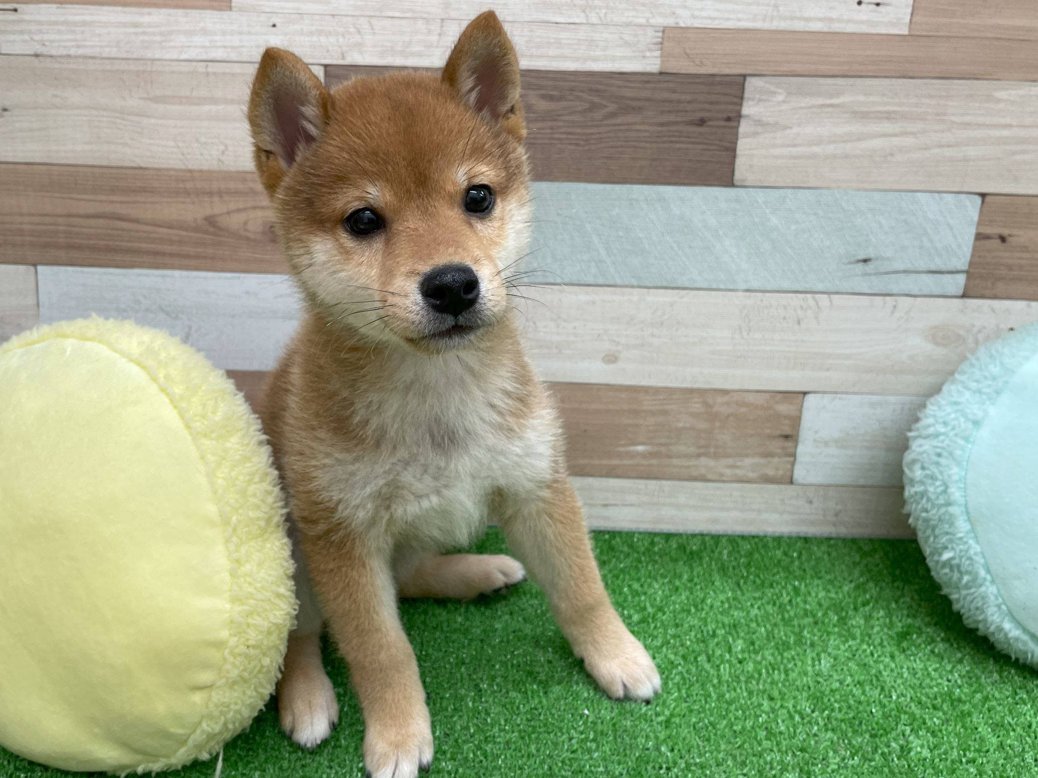 ワンニャンハウス