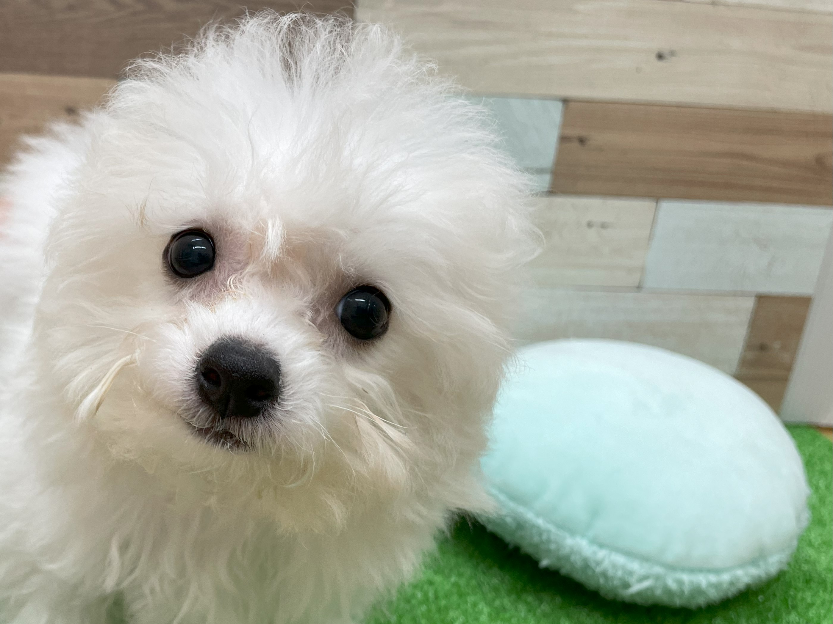 ワンニャンハウス