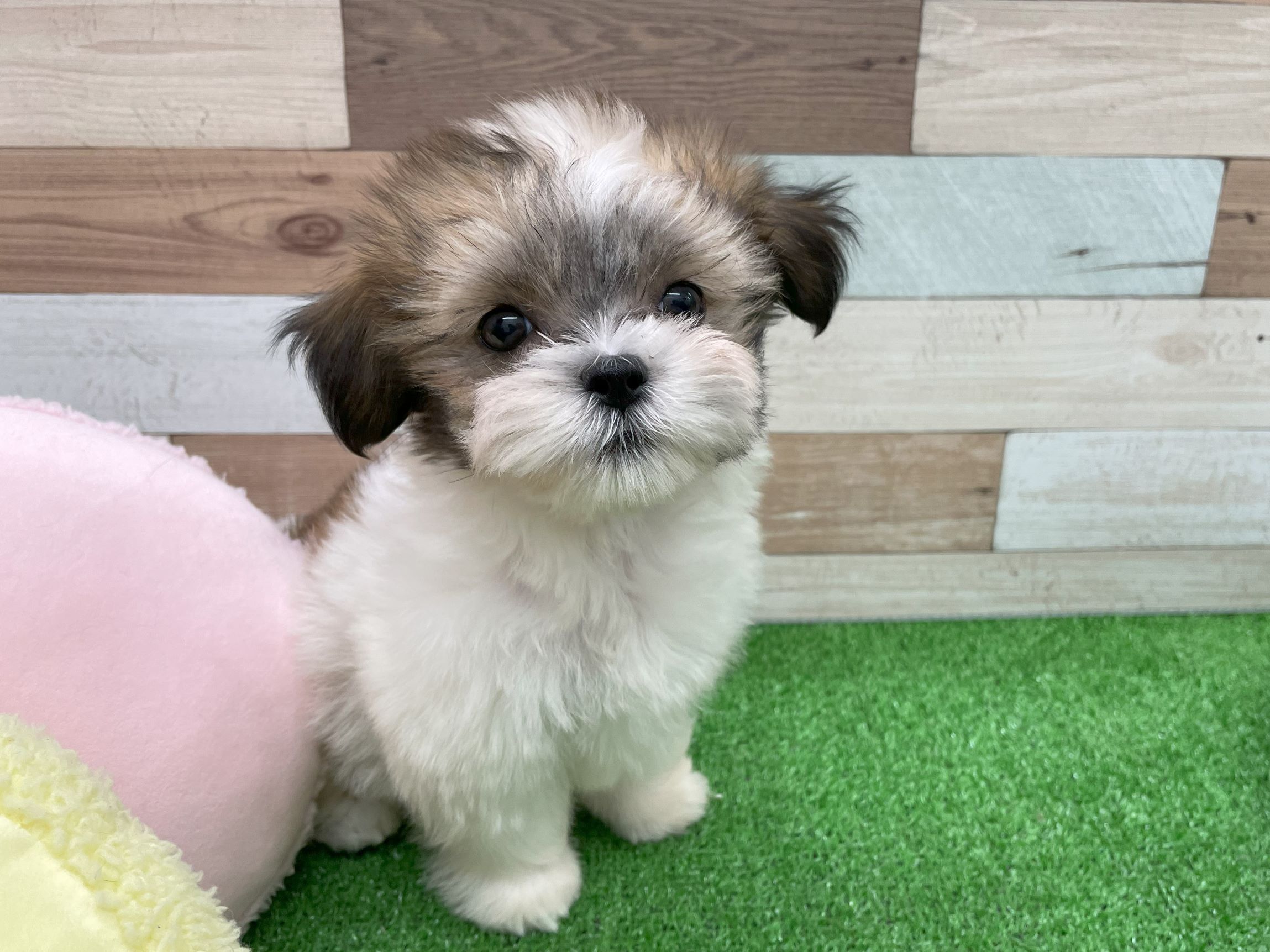 ワンニャンハウス