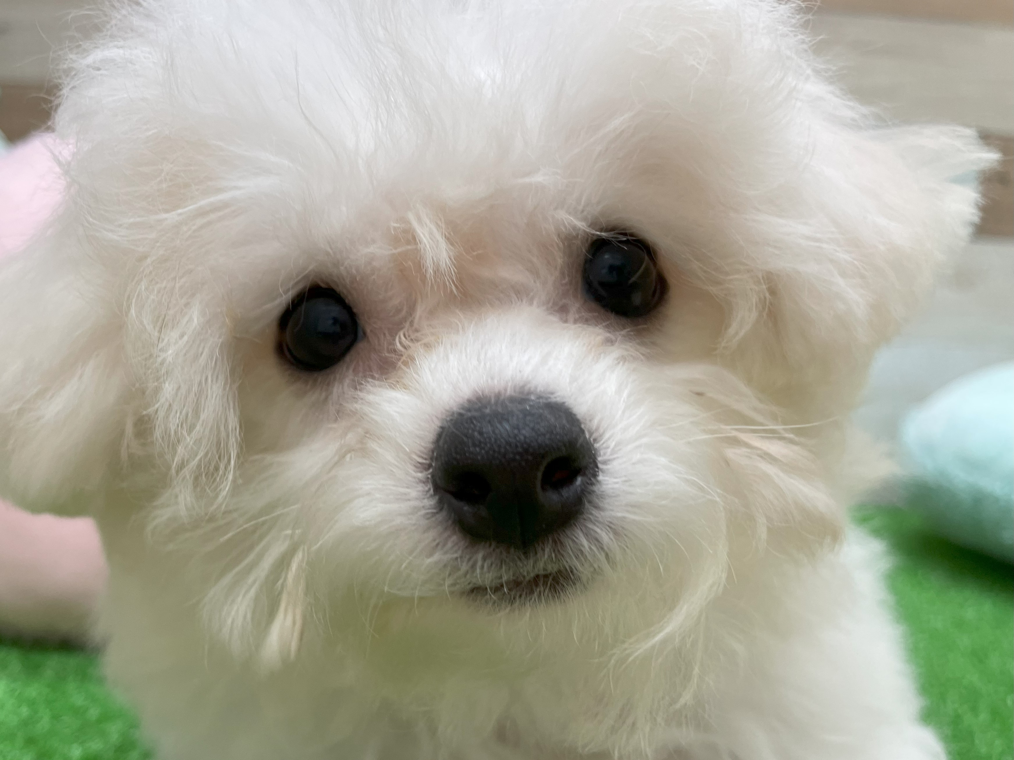 ワンニャンハウス