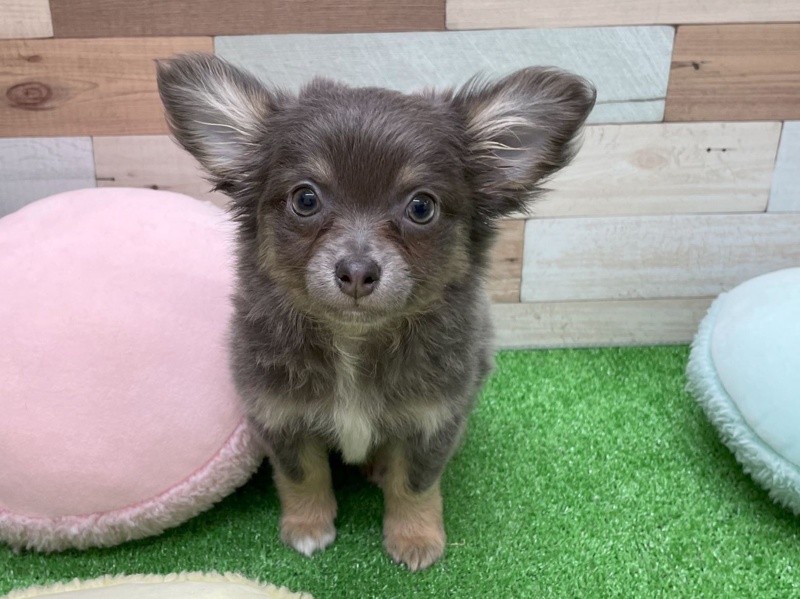 ワンニャンハウス