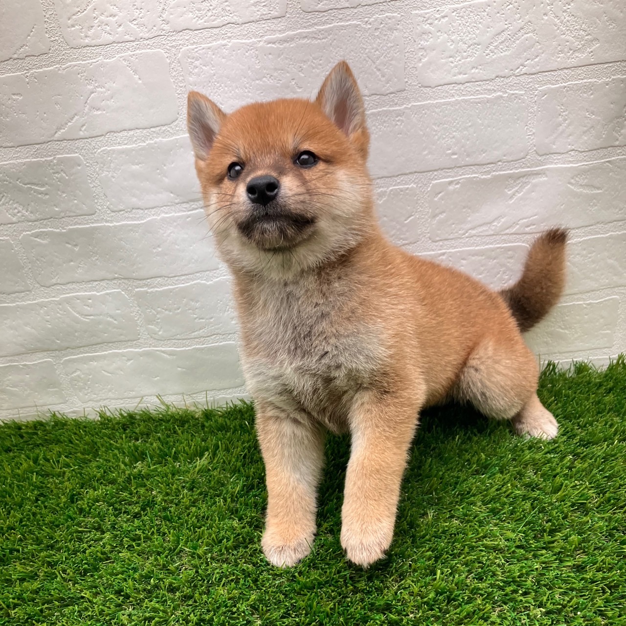 ワンニャンハウス