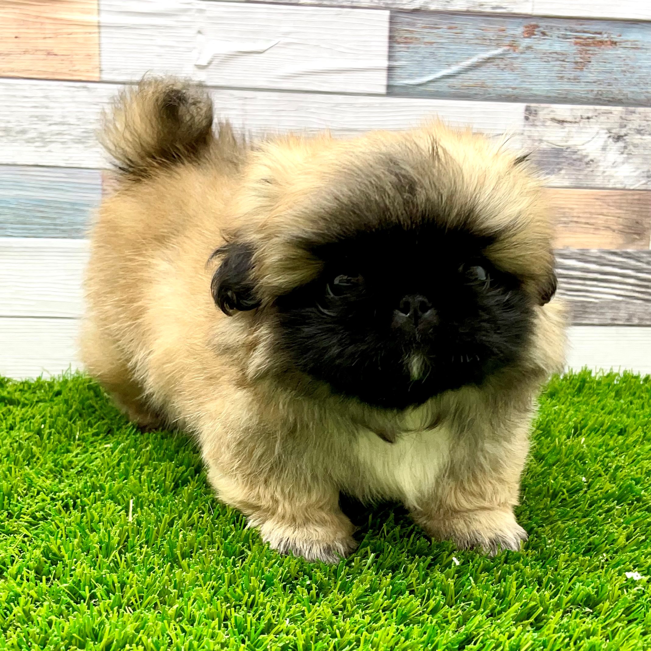 ワンニャンハウス