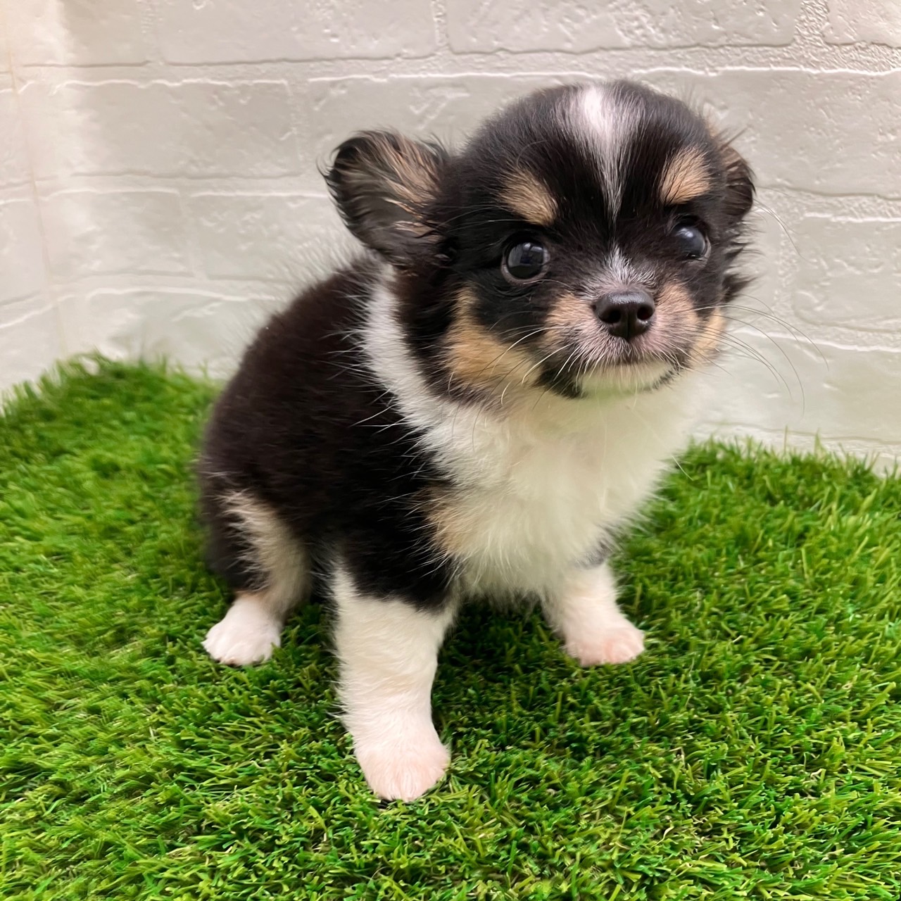 ワンニャンハウス