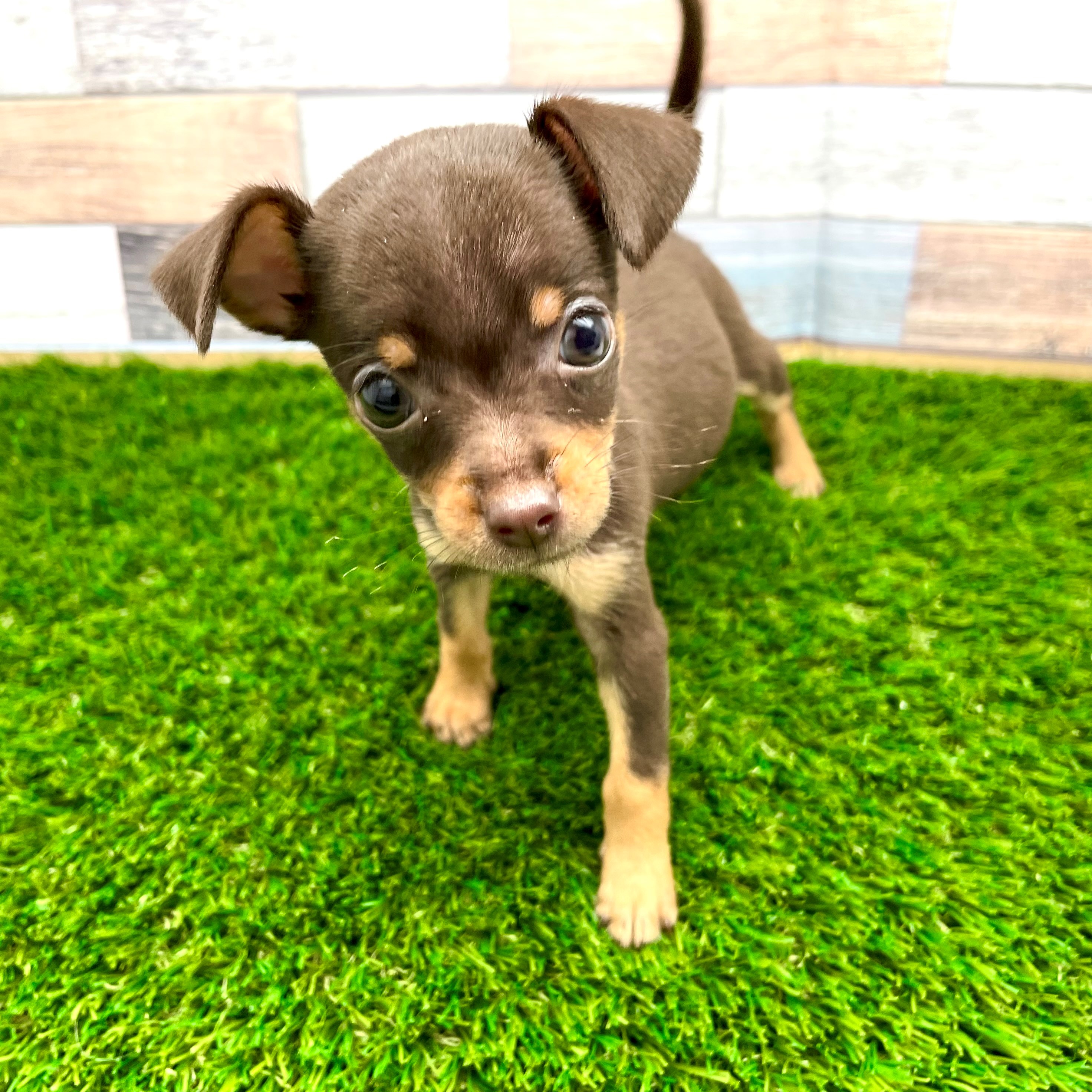 ワンニャンハウス