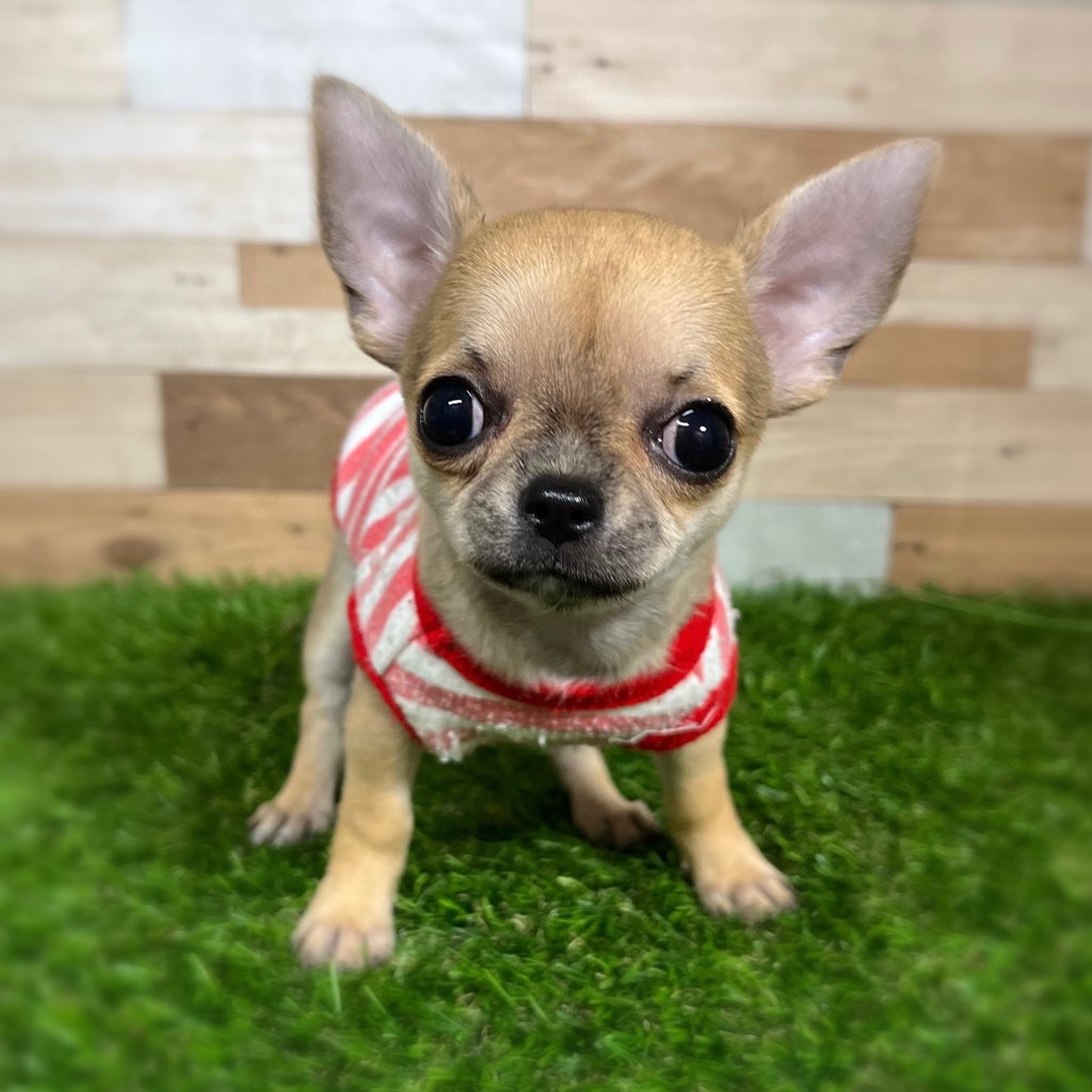 ワンニャンハウス