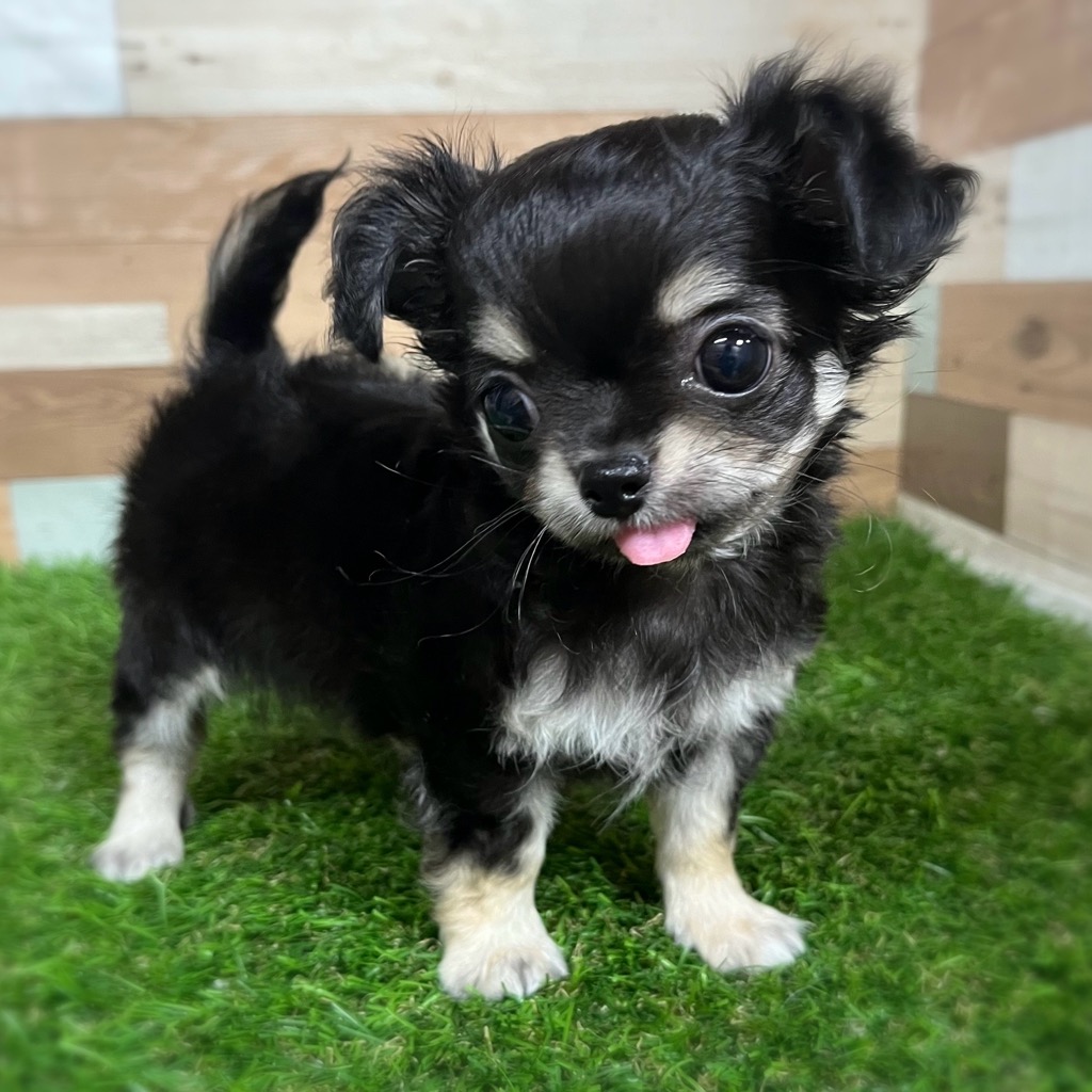 ワンニャンハウス