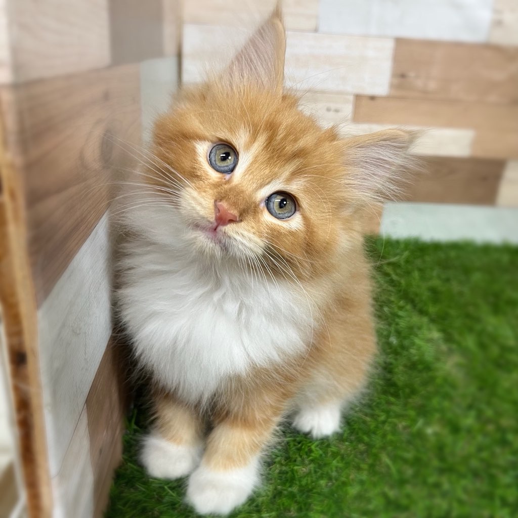 ワンニャンハウス