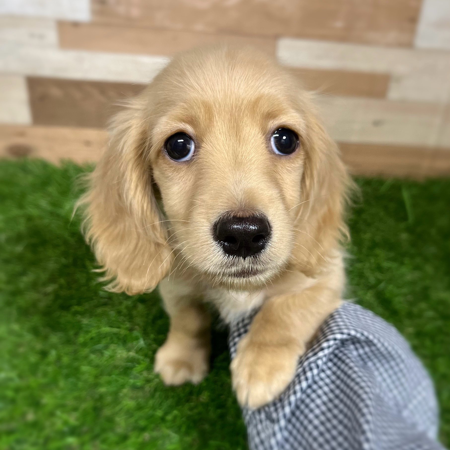 ワンニャンハウス