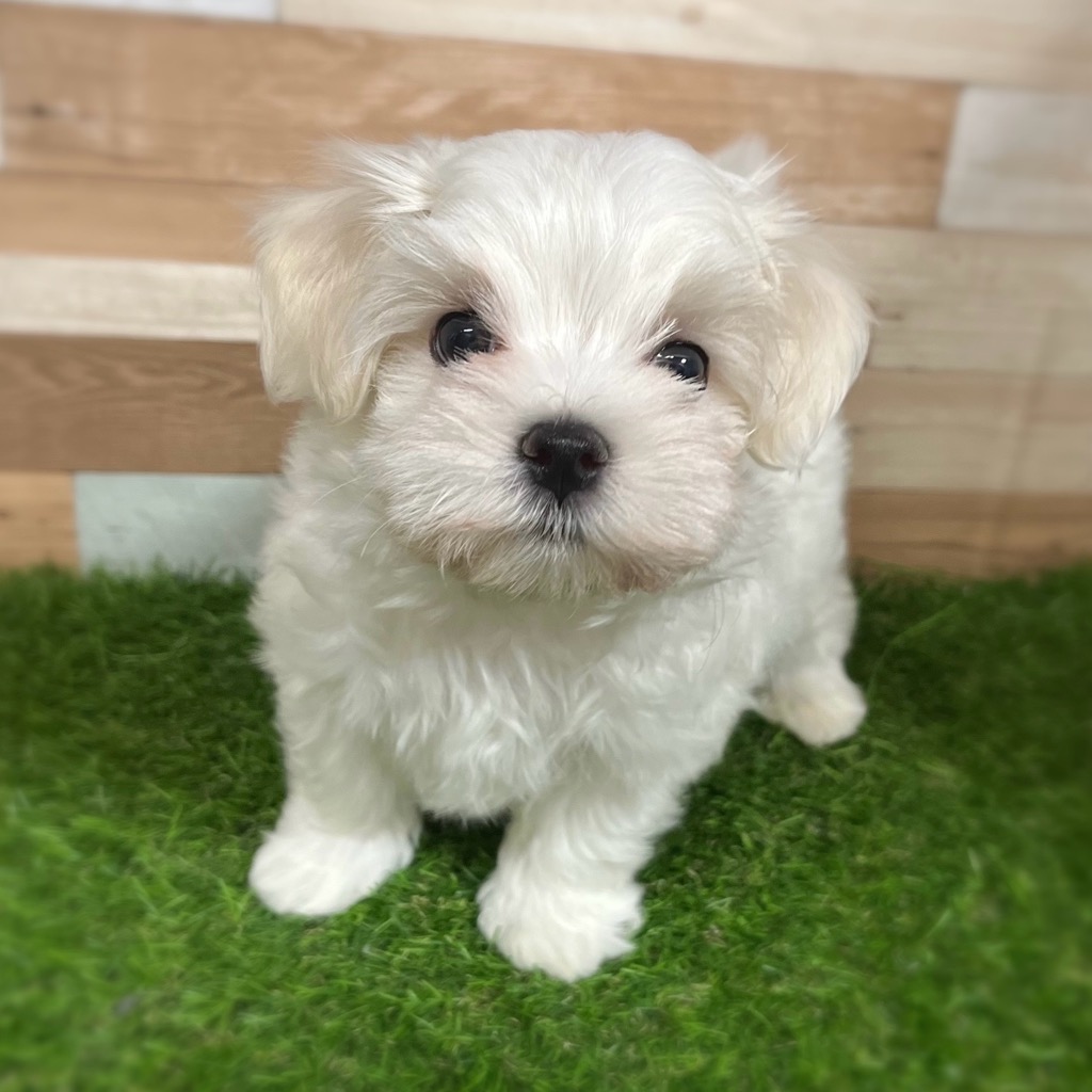 ワンニャンハウス