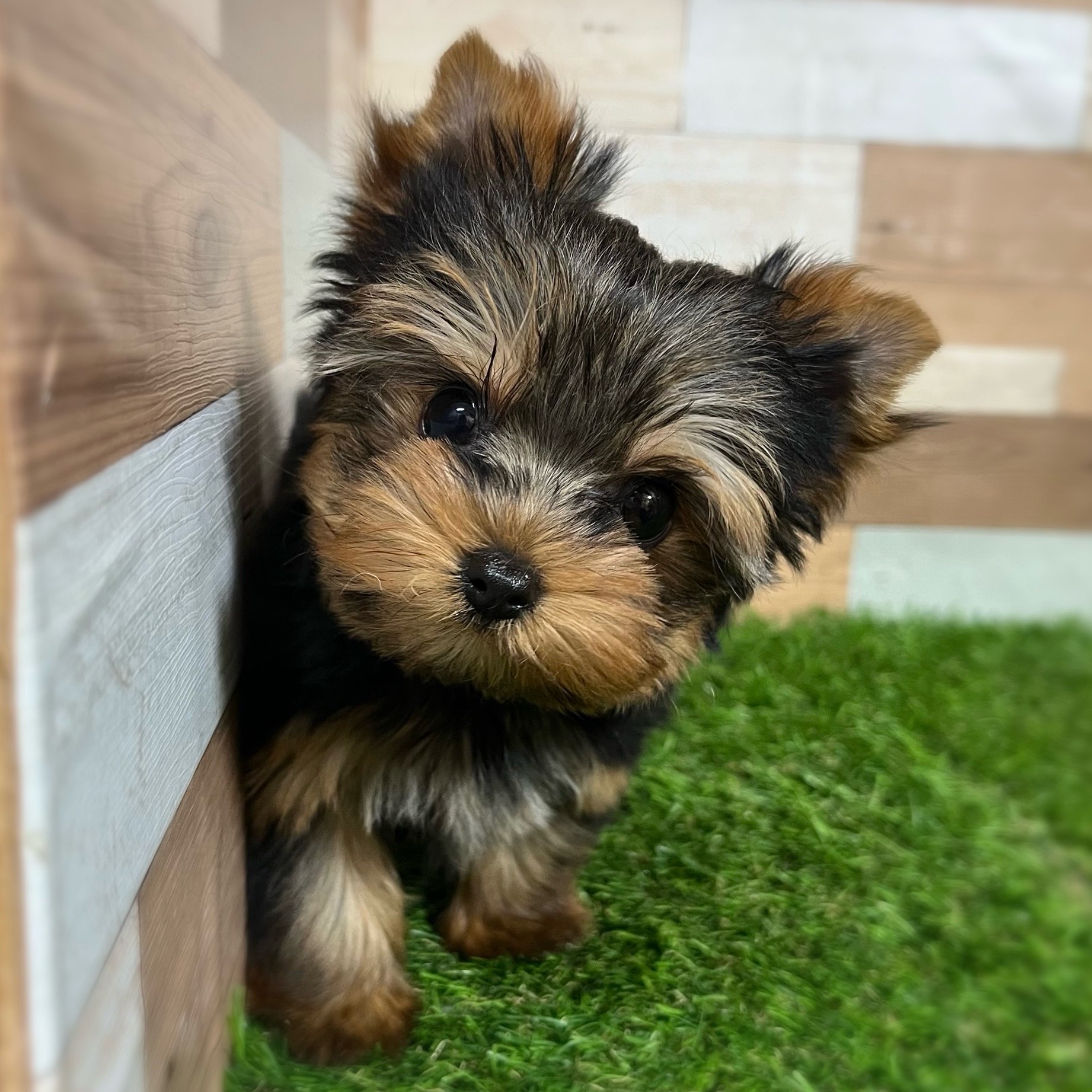 ワンニャンハウス