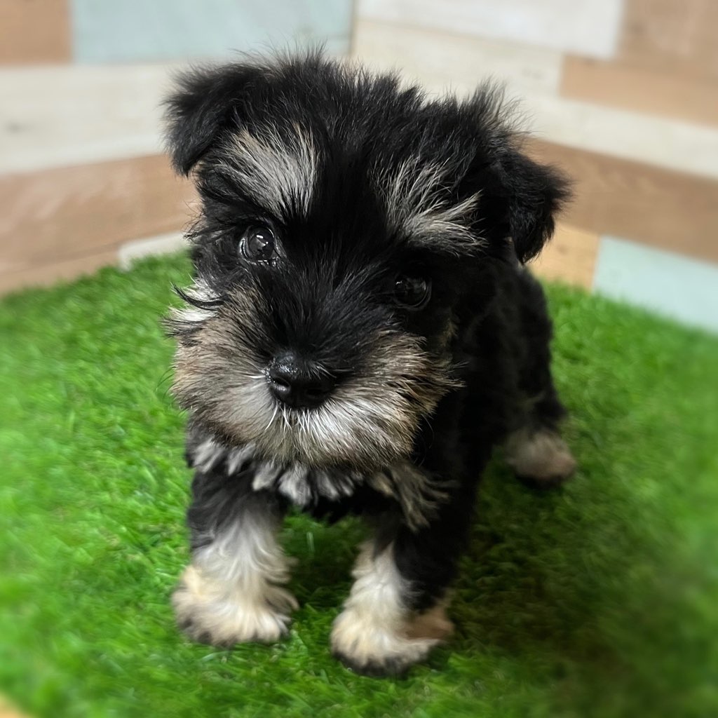 ワンニャンハウス