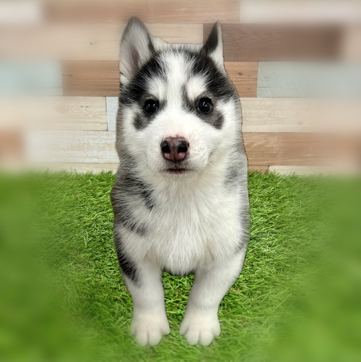 ワンニャンハウス