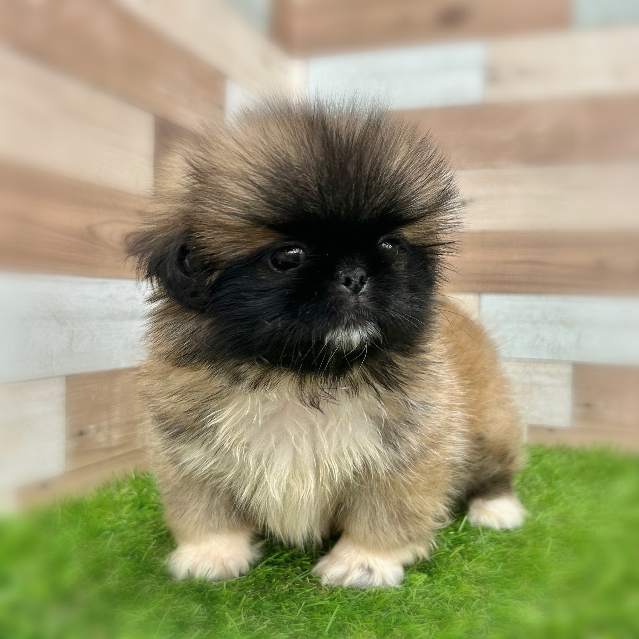 ワンニャンハウス