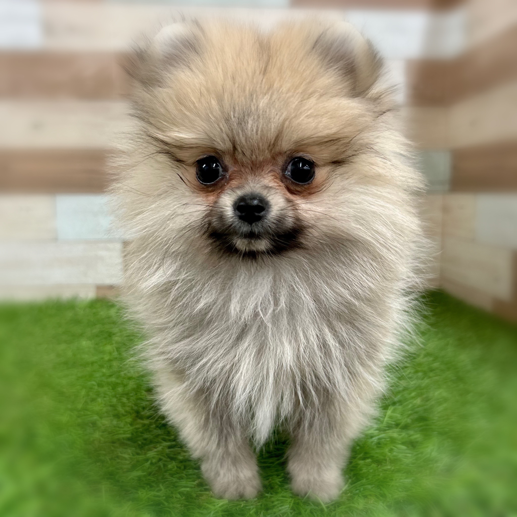 ワンニャンハウス