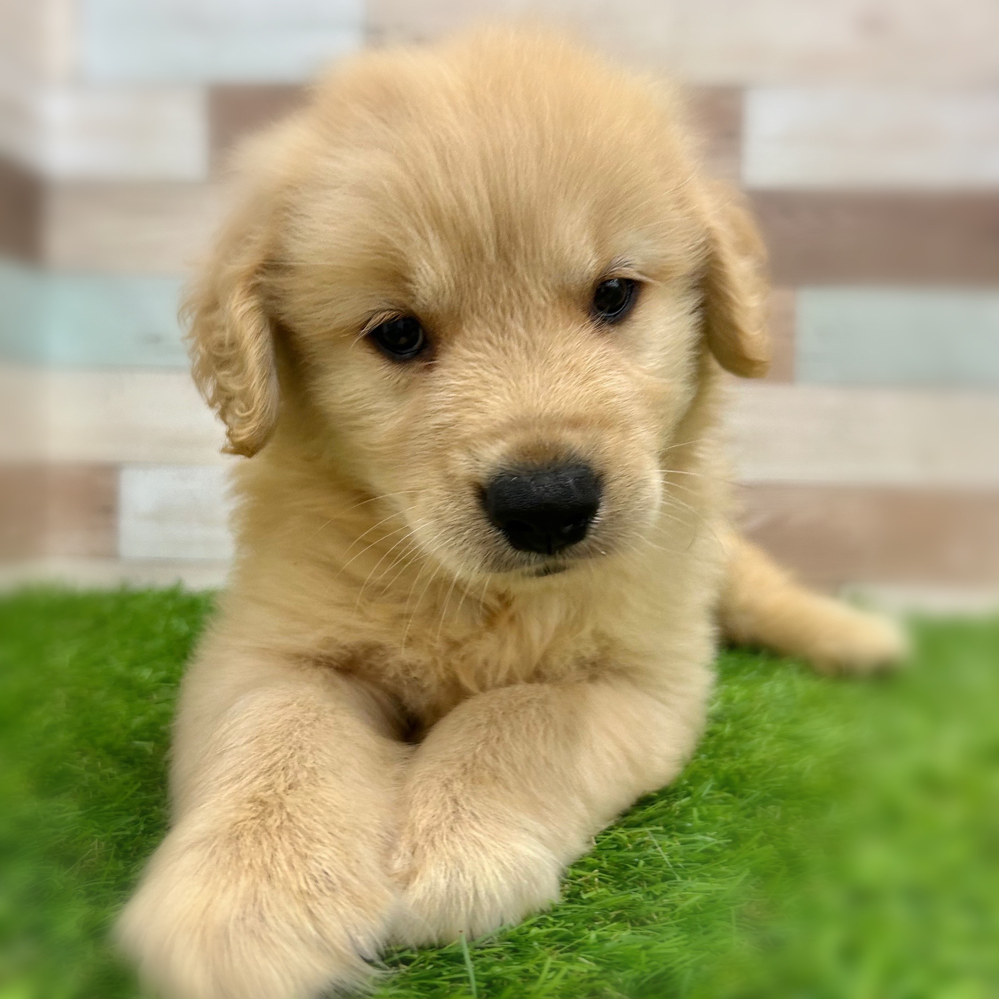 ワンニャンハウス