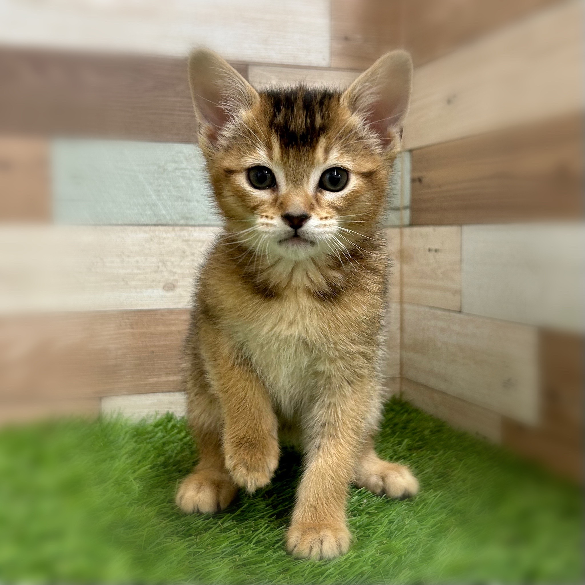 ワンニャンハウス