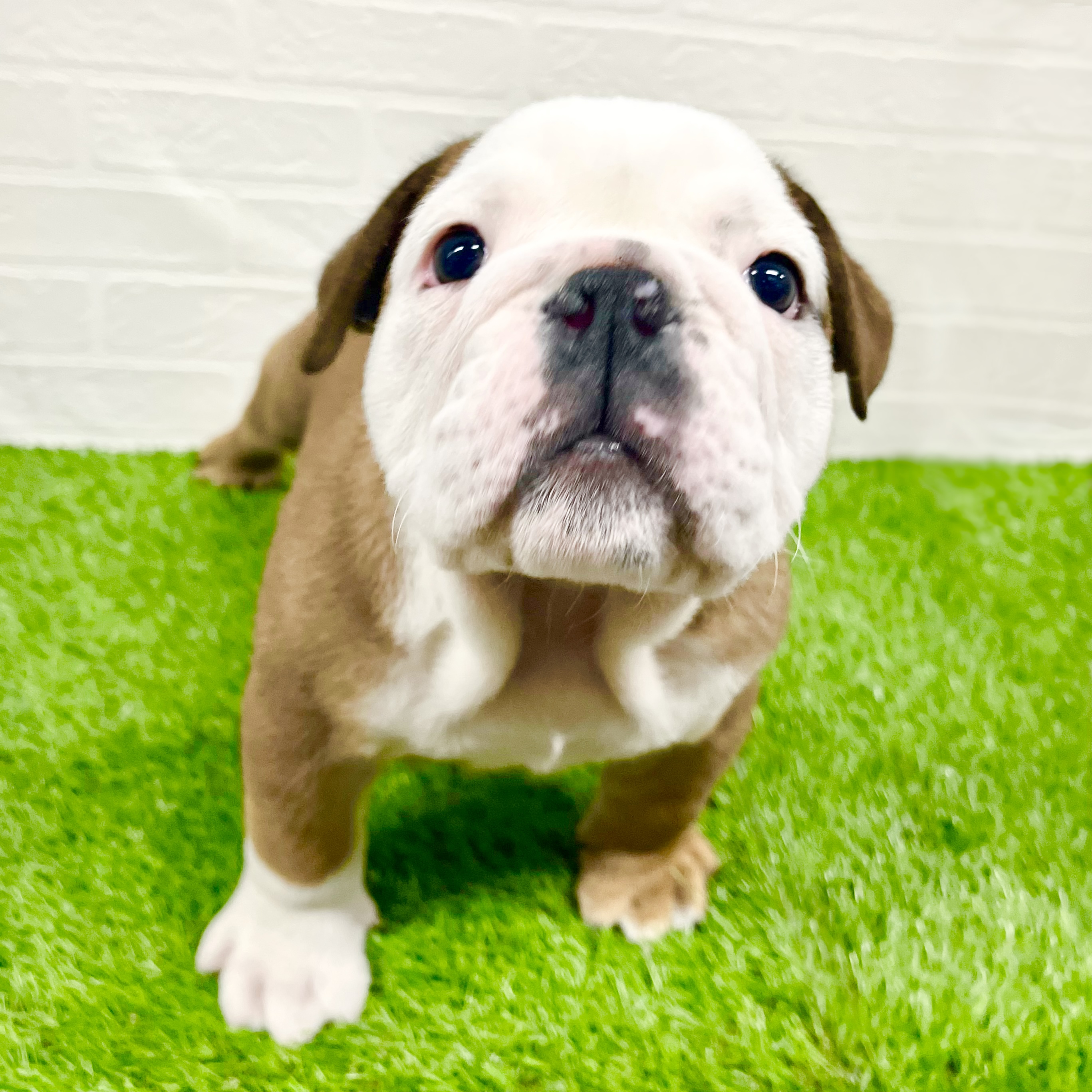 ワンニャンハウス