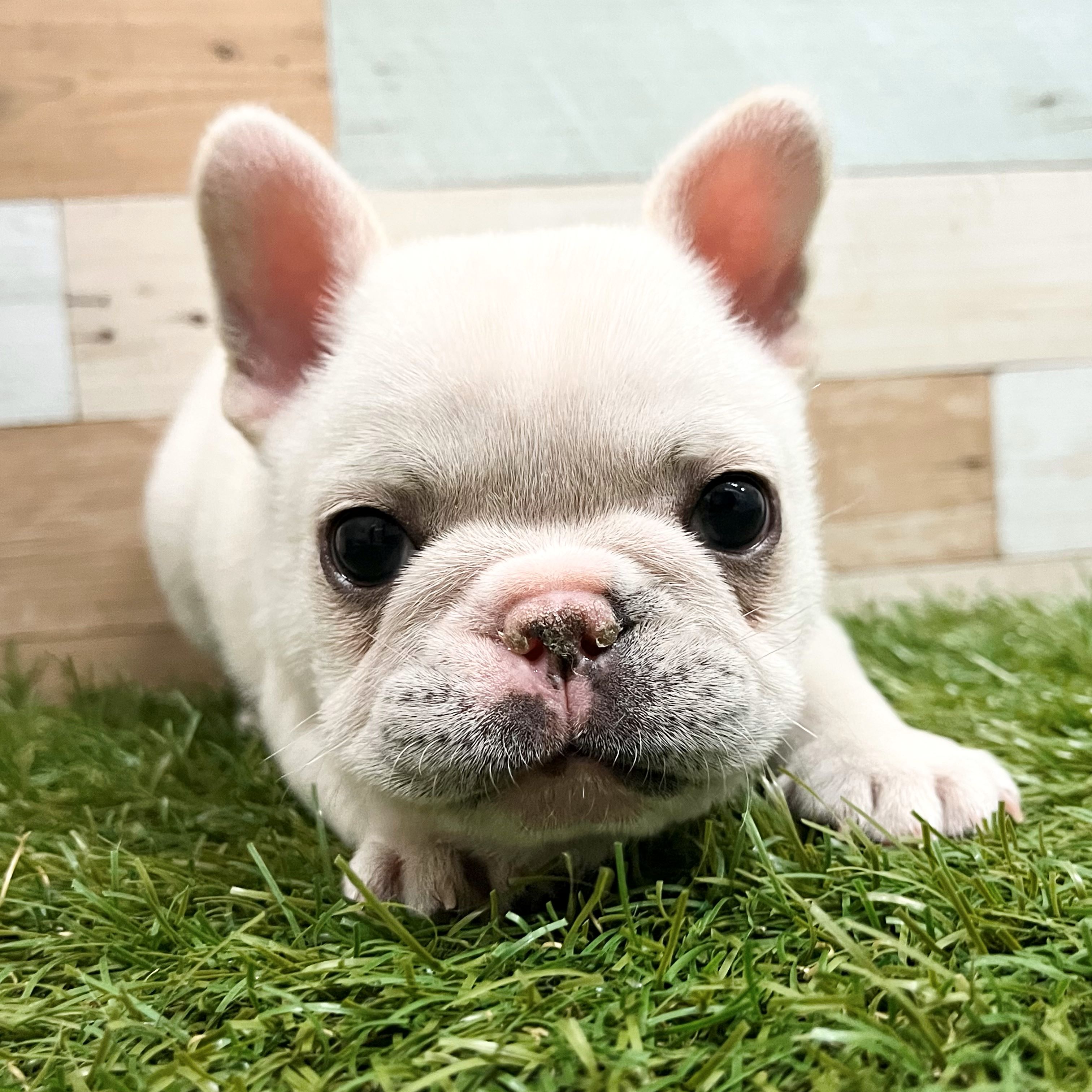 ワンニャンハウス