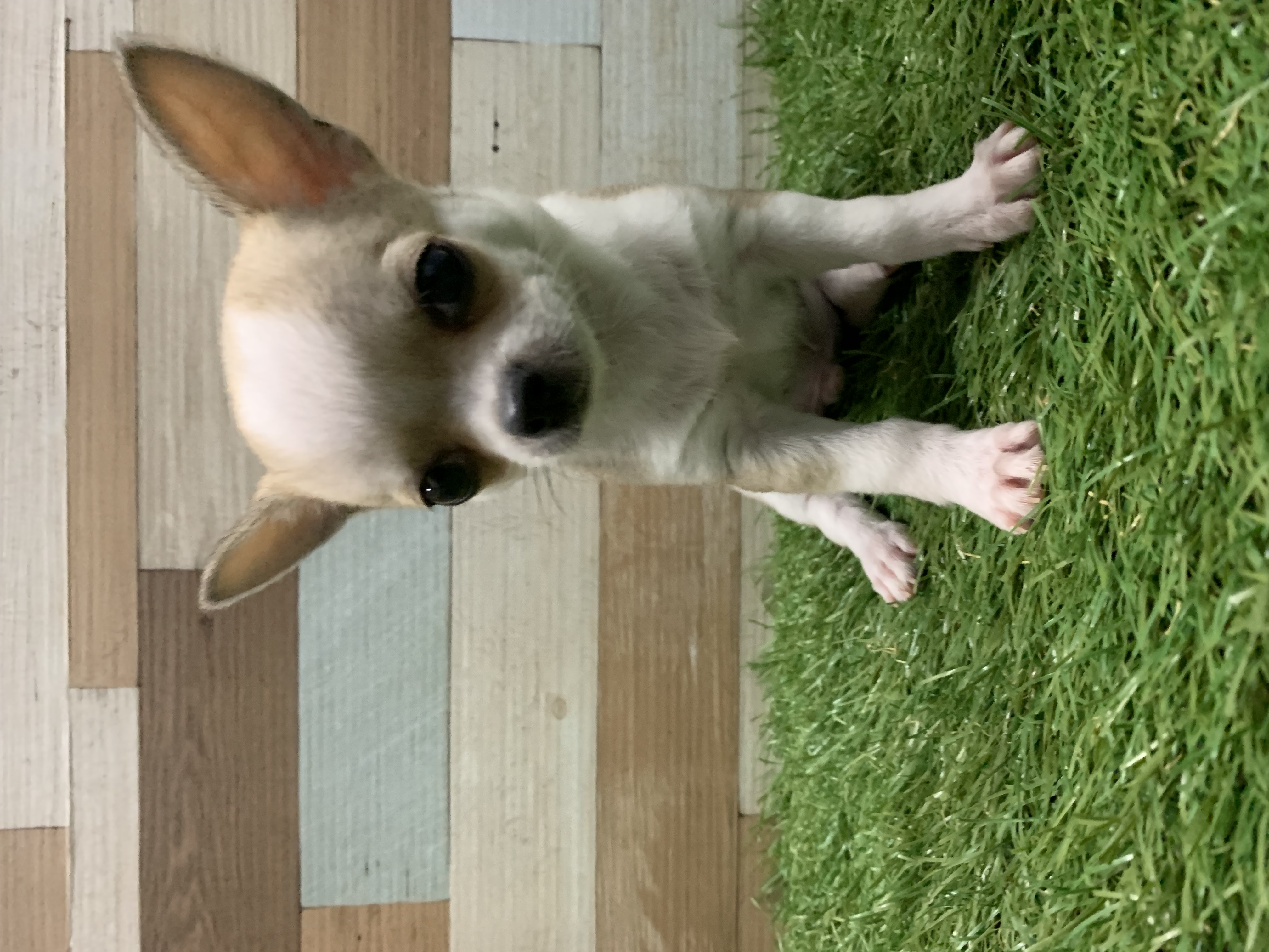 ワンニャンハウス