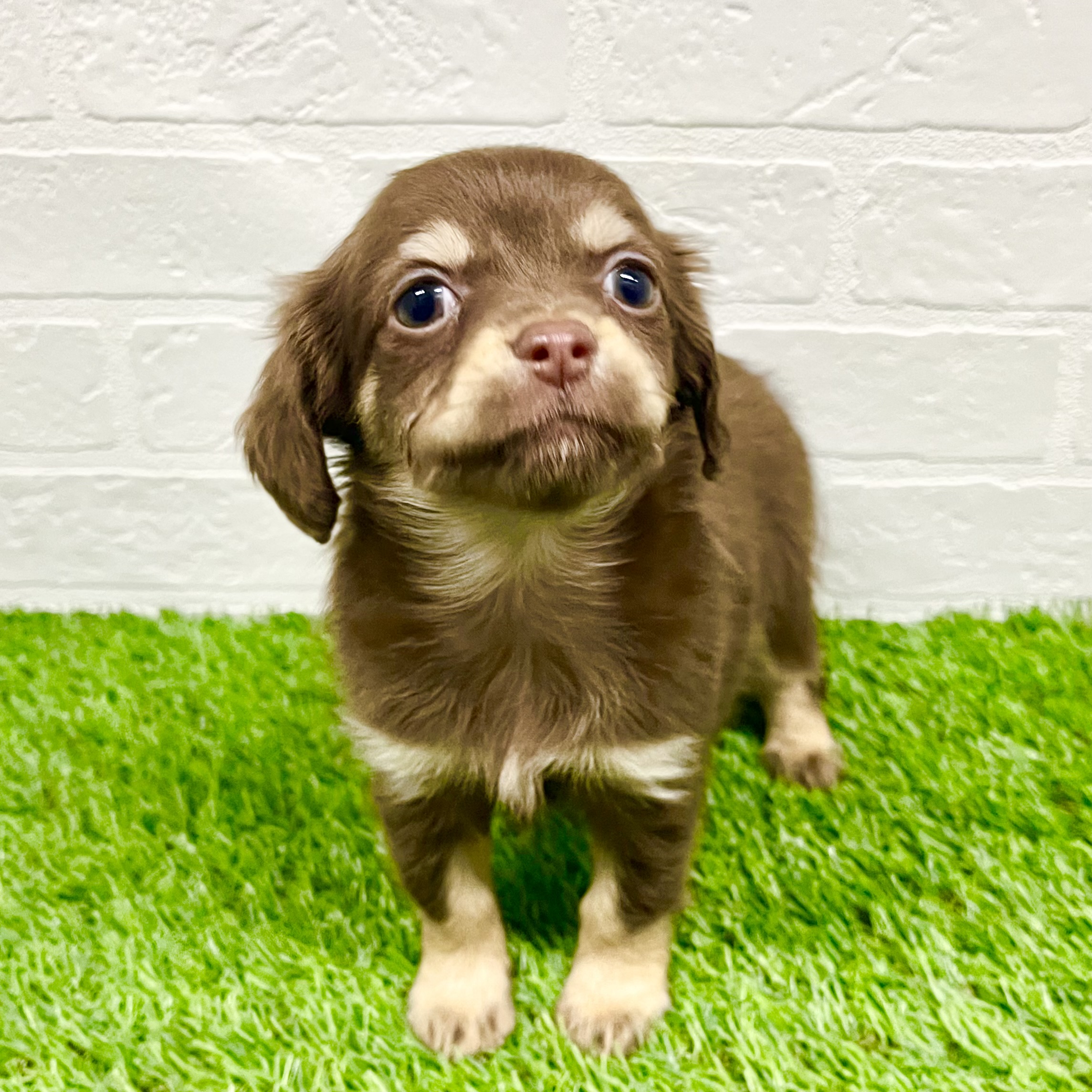 ワンニャンハウス