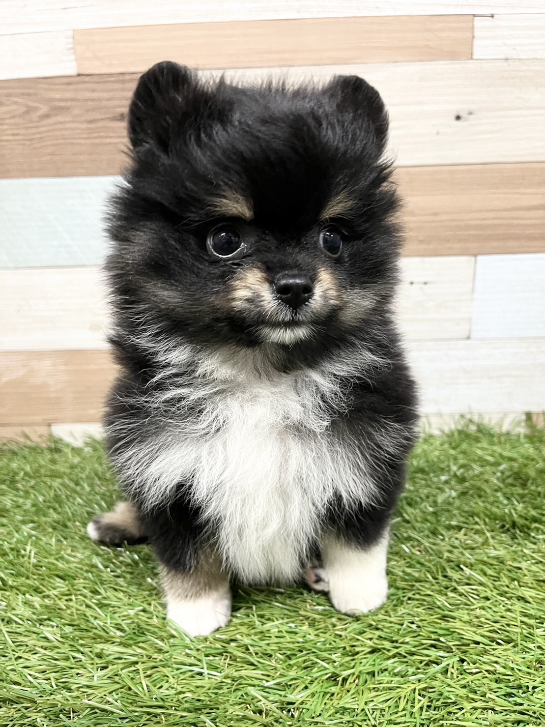 ワンニャンハウス