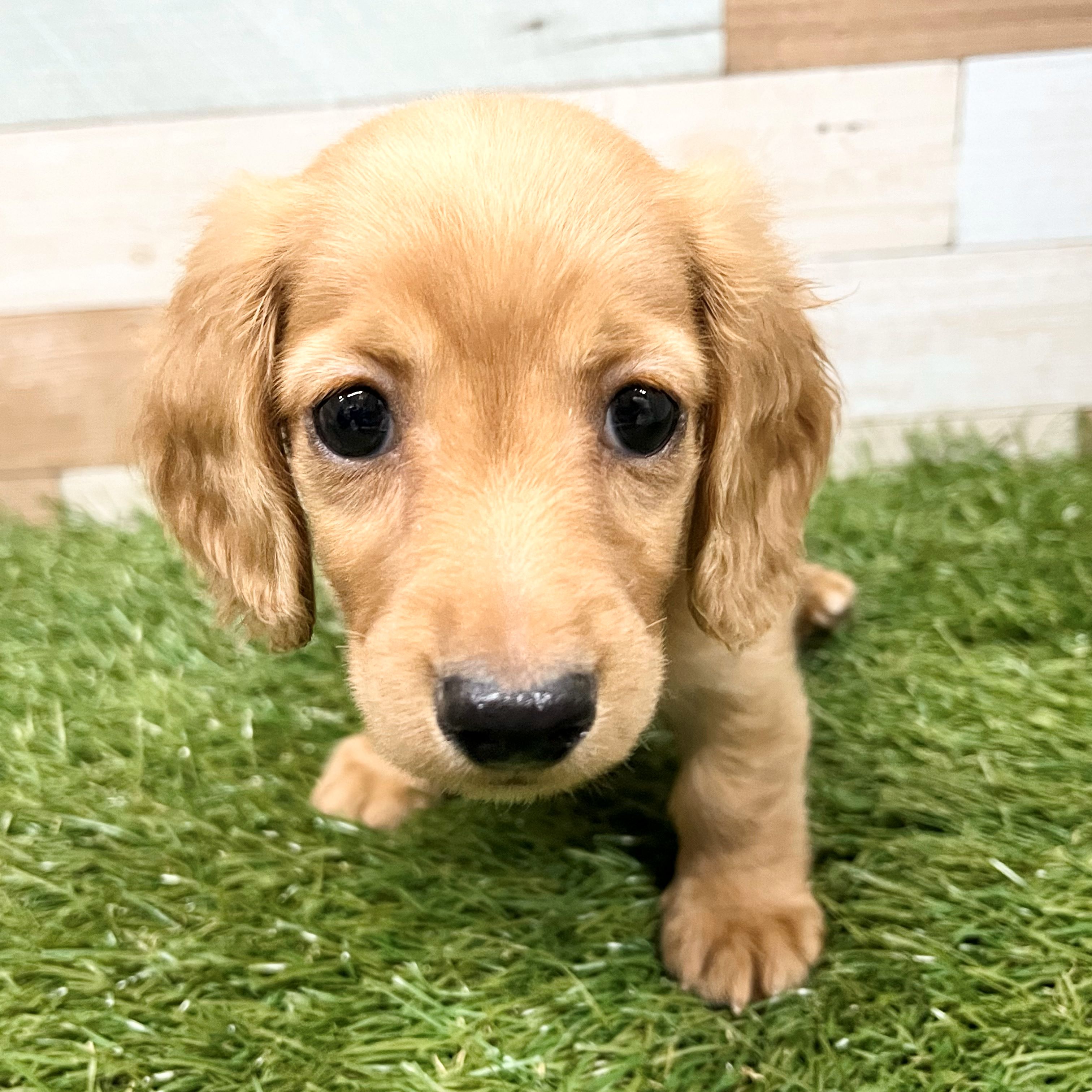 ワンニャンハウス