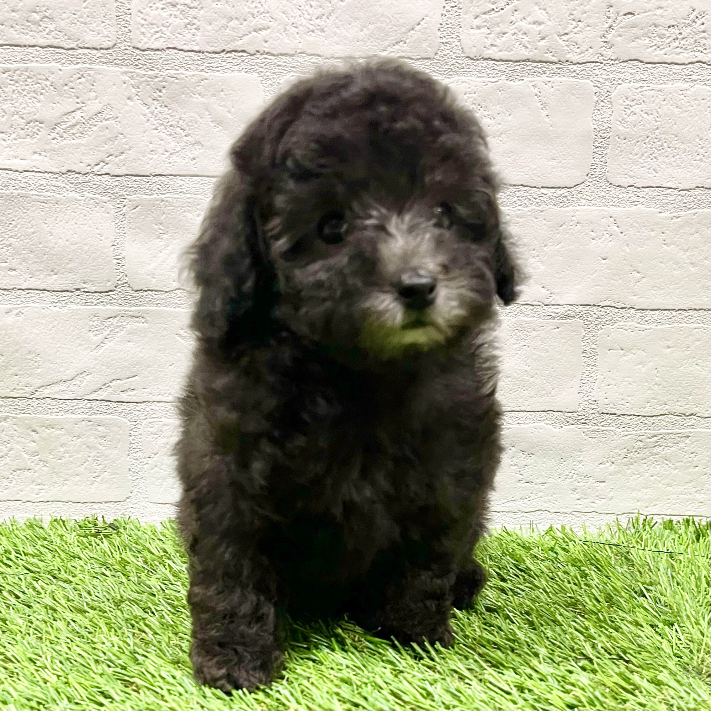 ワンニャンハウス