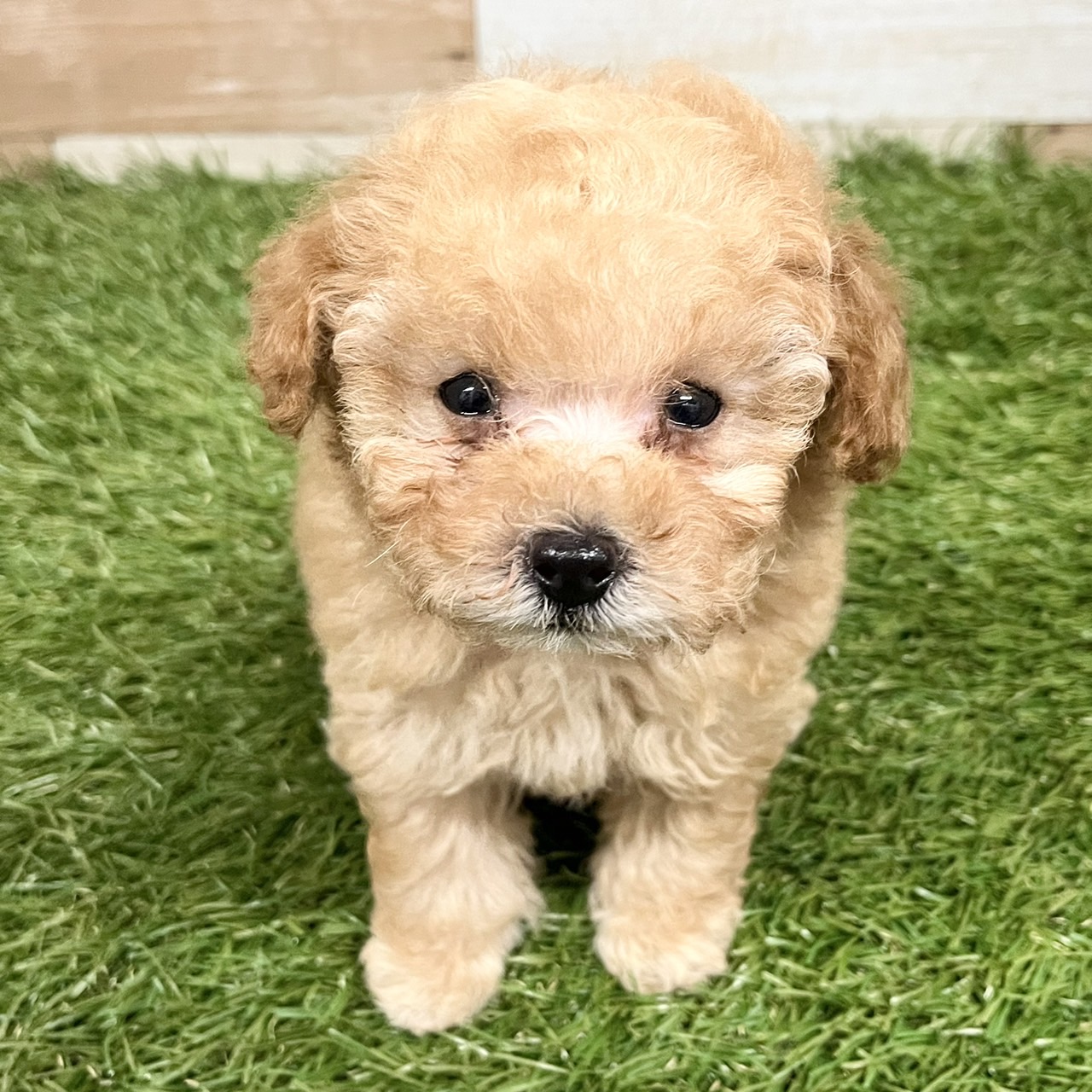 ワンニャンハウス