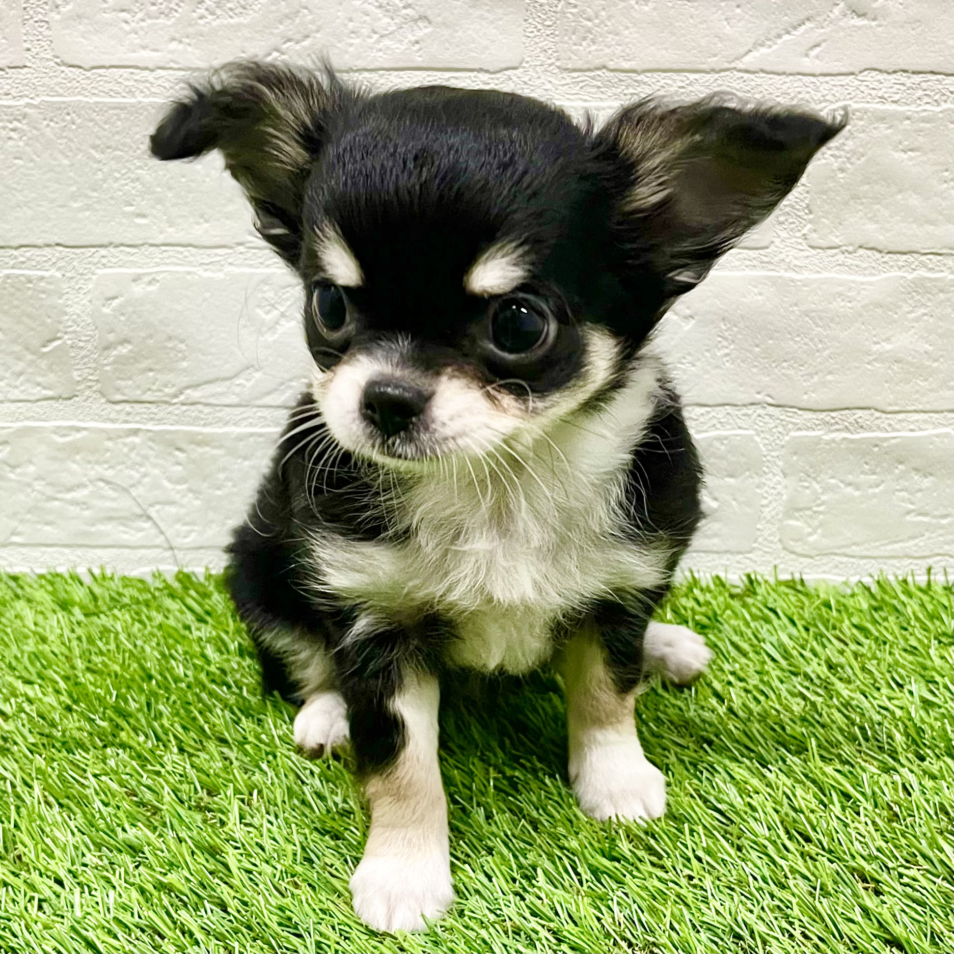 ワンニャンハウス