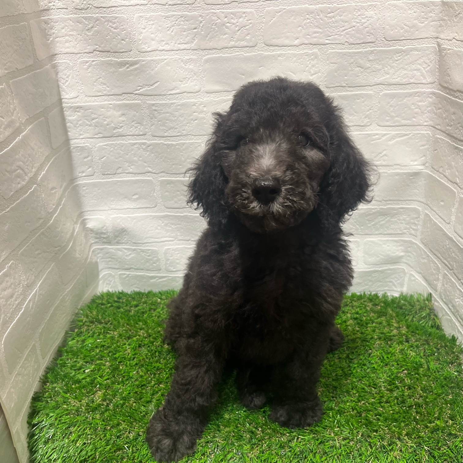 ワンニャンハウス