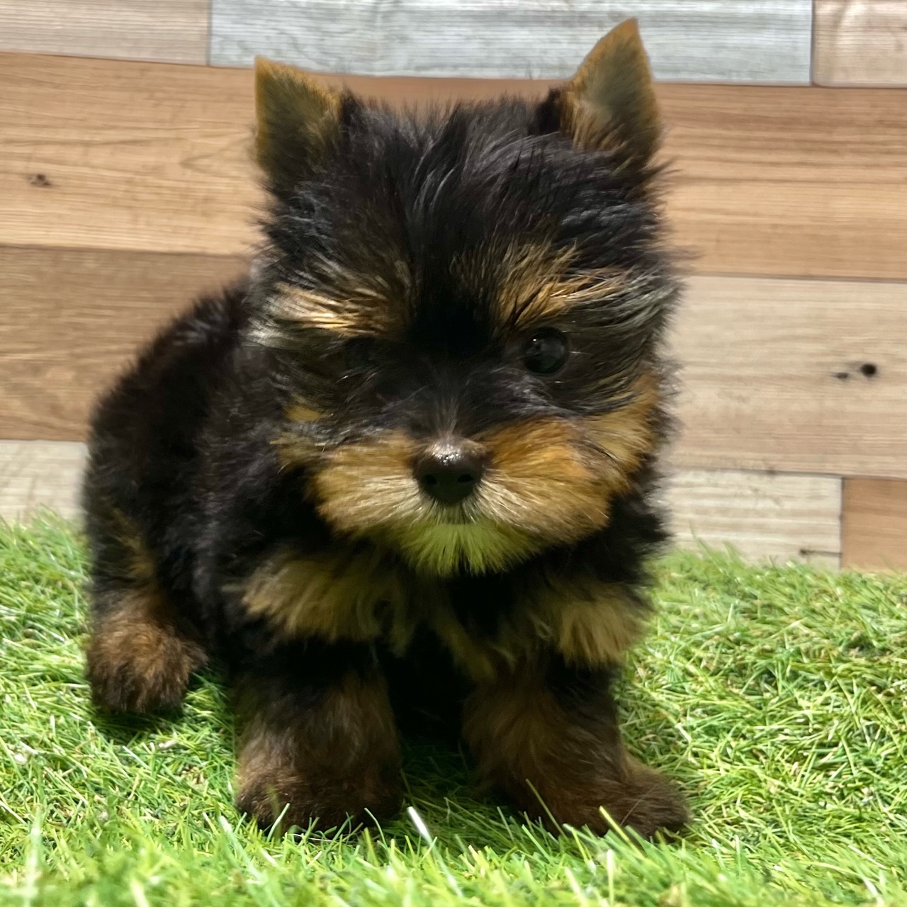 ワンニャンハウス