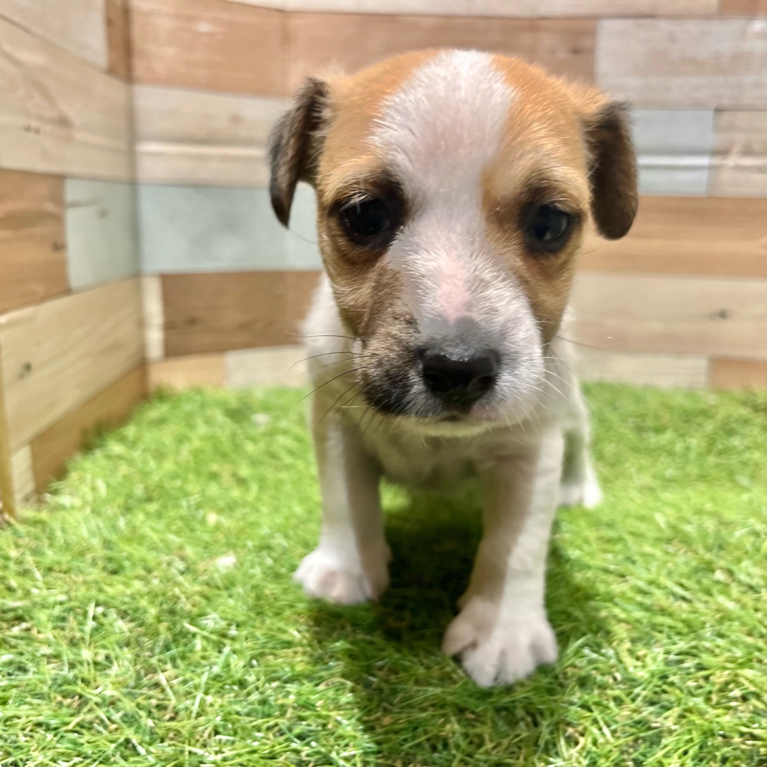 ワンニャンハウス