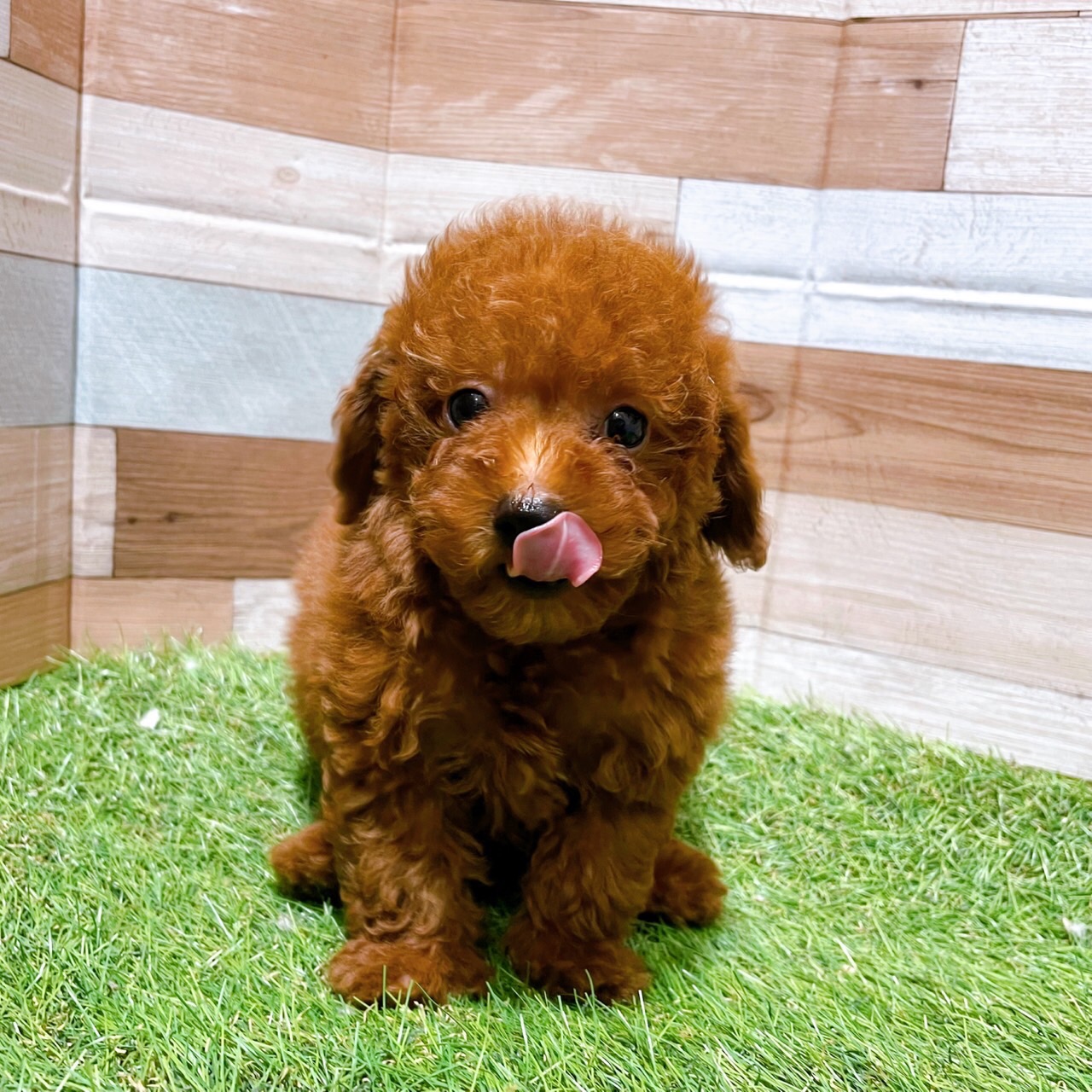 ワンニャンハウス