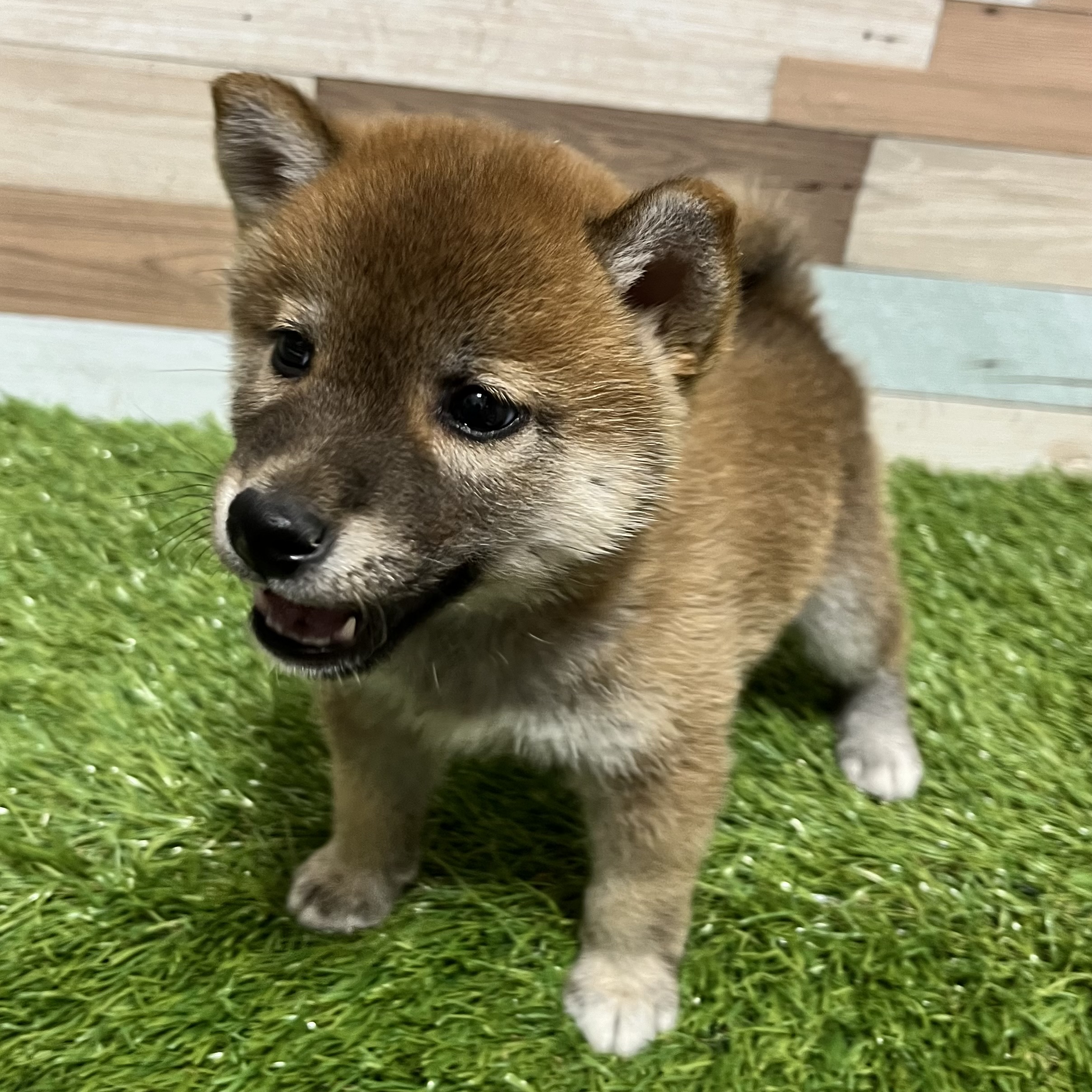 ワンニャンハウス