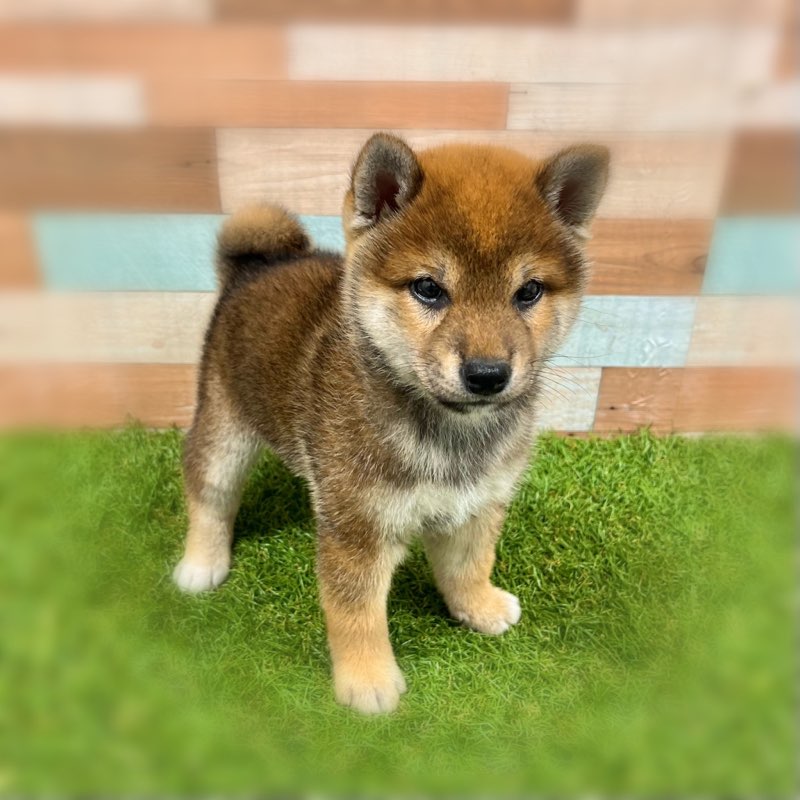 ワンニャンハウス